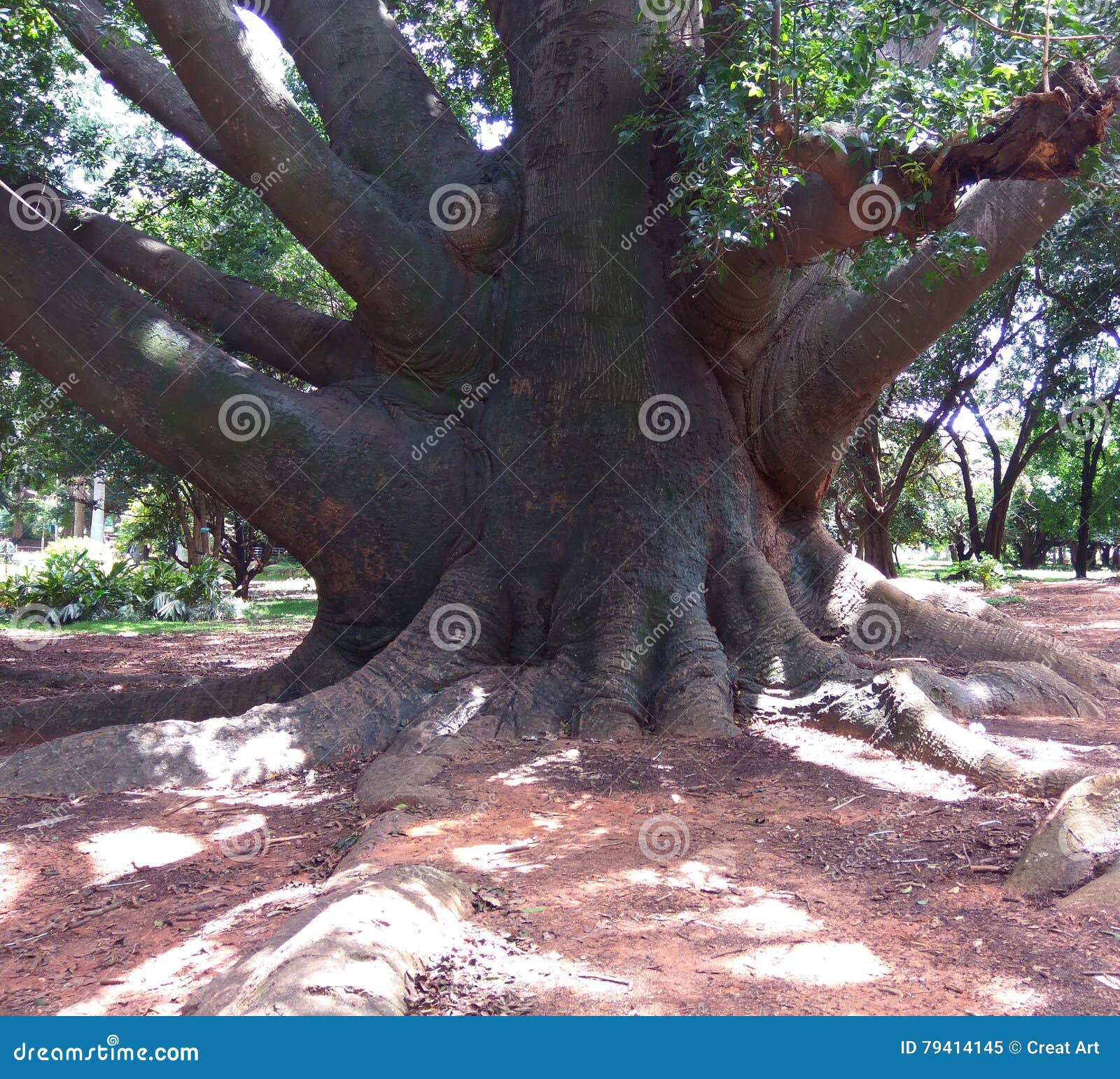 Big tree with roots stock image. Image of jungle, beauty - 79414145