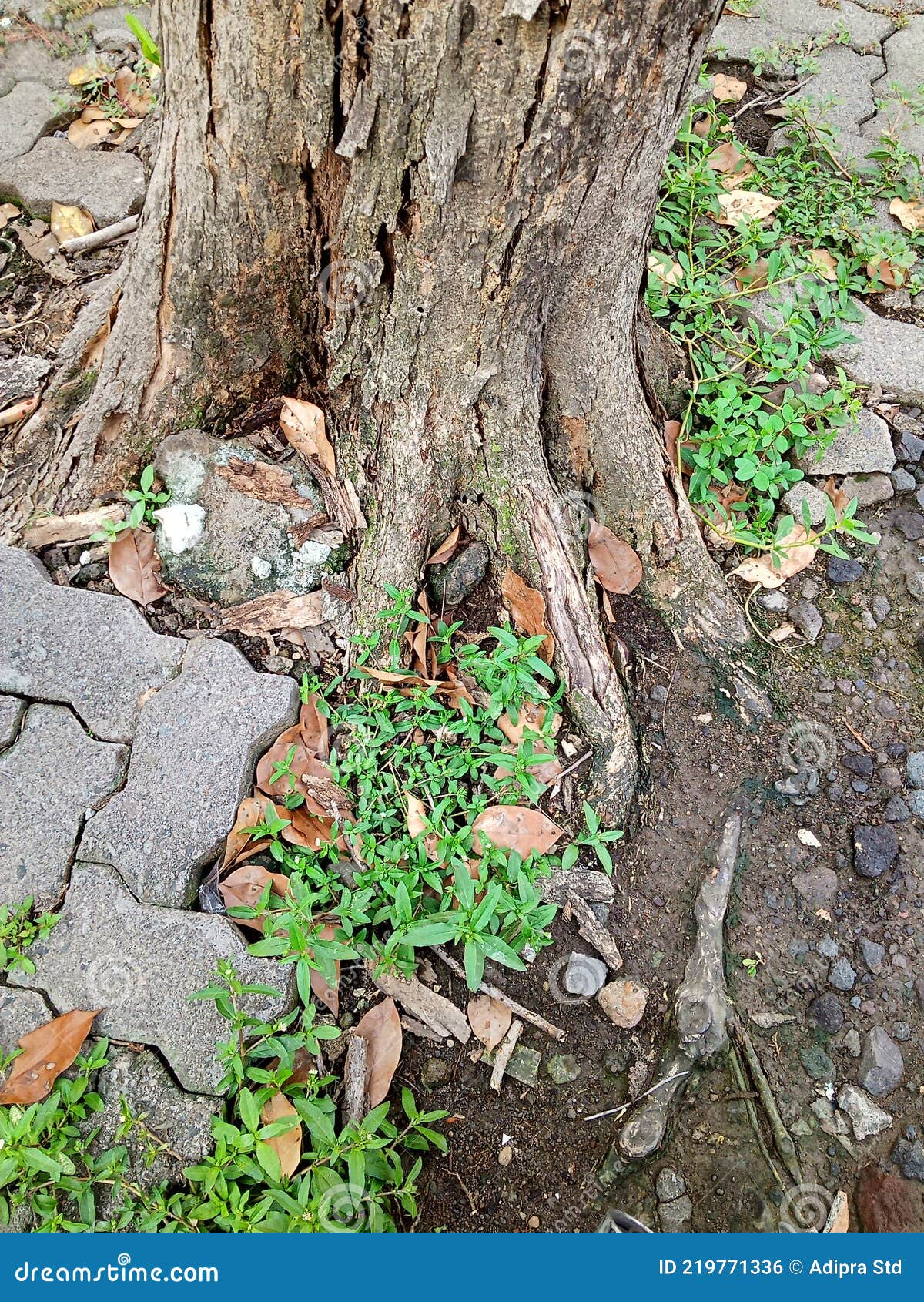 Big Tree Roots in the Middle of Paving Stock Photo - Image of outdoor ...
