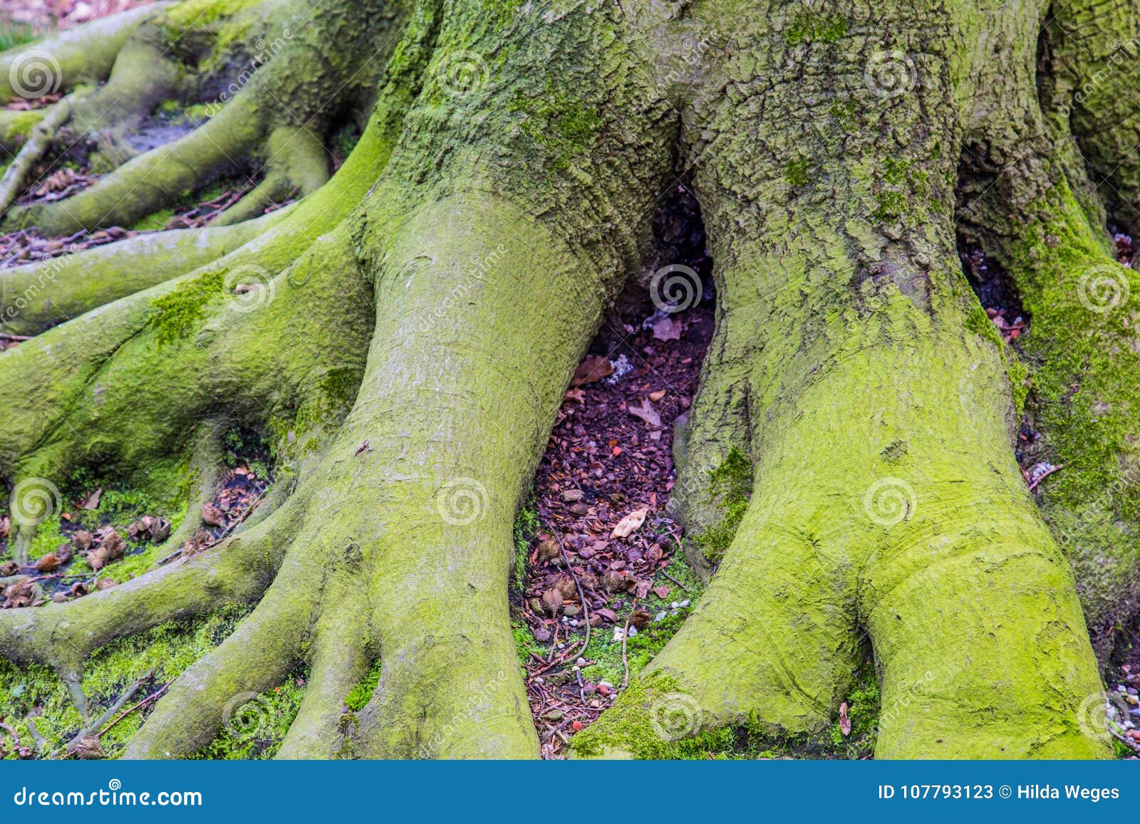 Big Tree Roots of an Old Large Beech Stock Image - Image of plant, bark ...