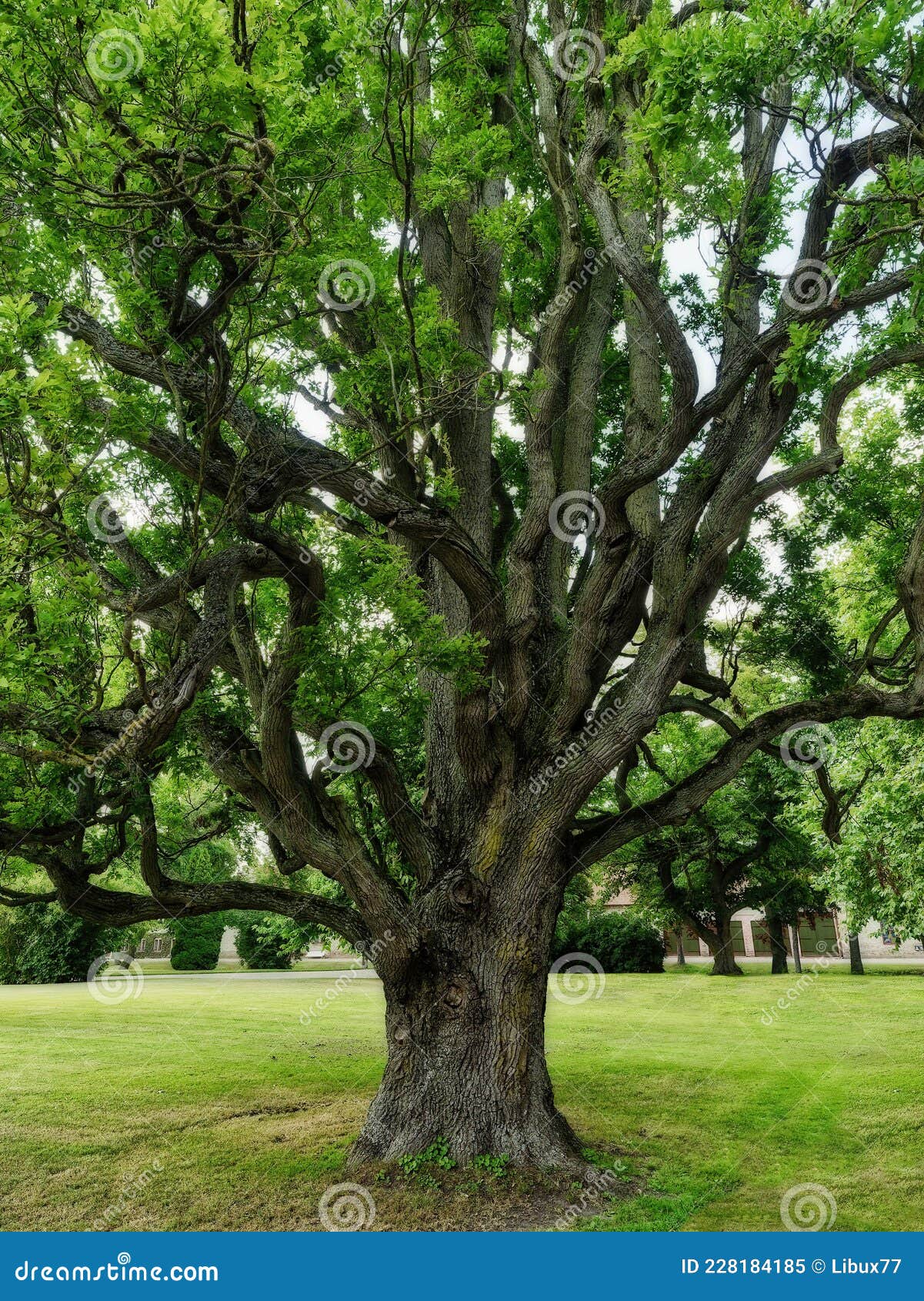 Big Tree Roots in a Park or Garden Stock Image - Image of deep, root ...