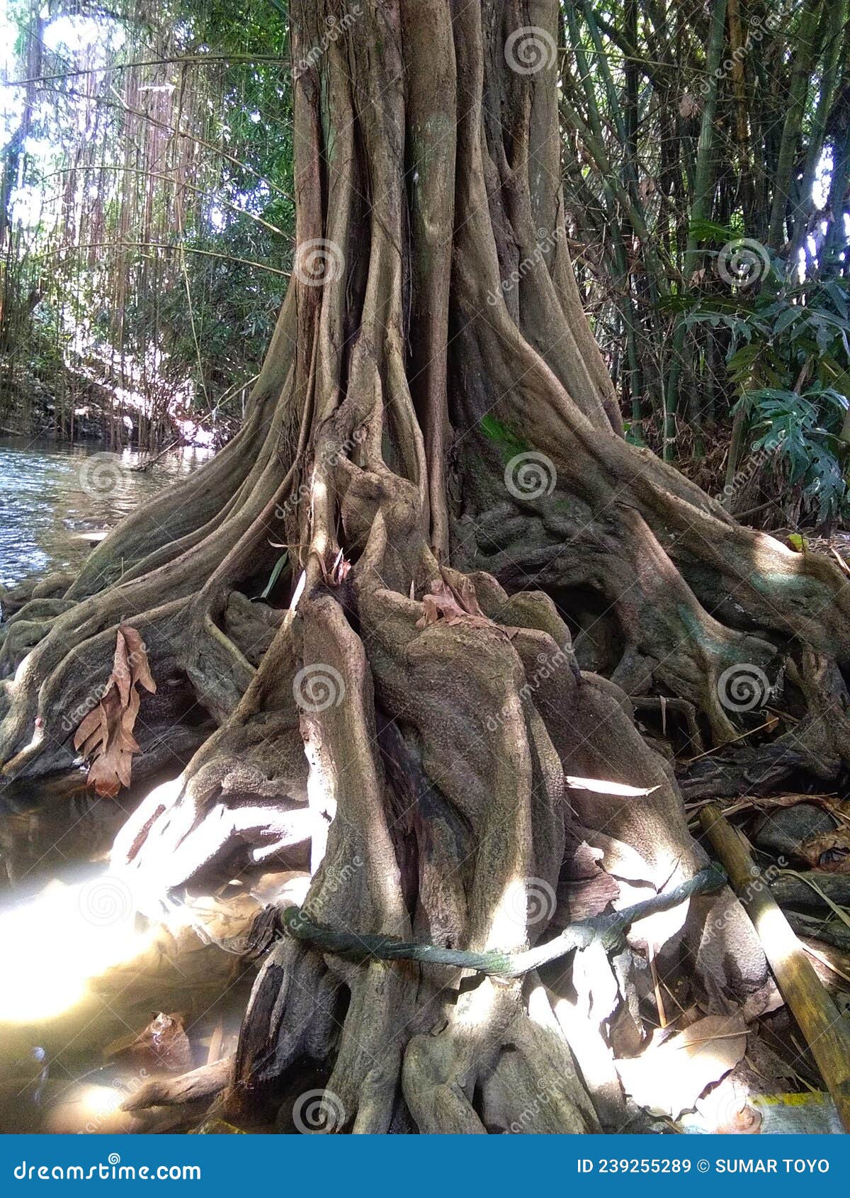Big Tree Roots by the River Stock Image - Image of stem, objects: 239255289
