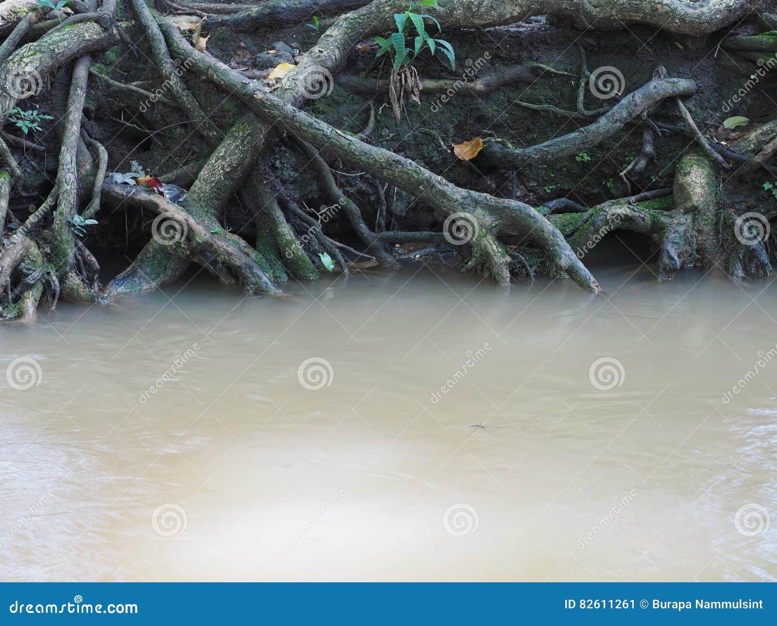 Big Tree Roots and River in Tropical Rainforest Stock Image - Image of ...