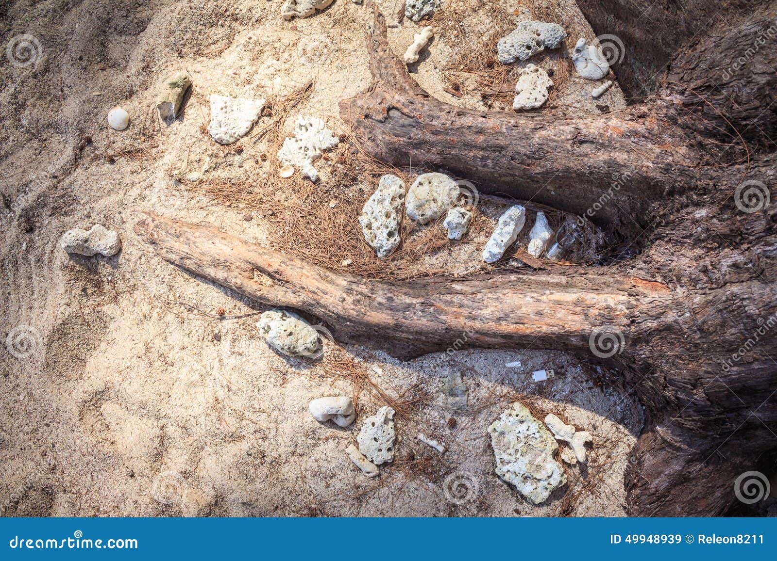 The Big Tree Roots in the Sand Stock Image - Image of network, nature ...