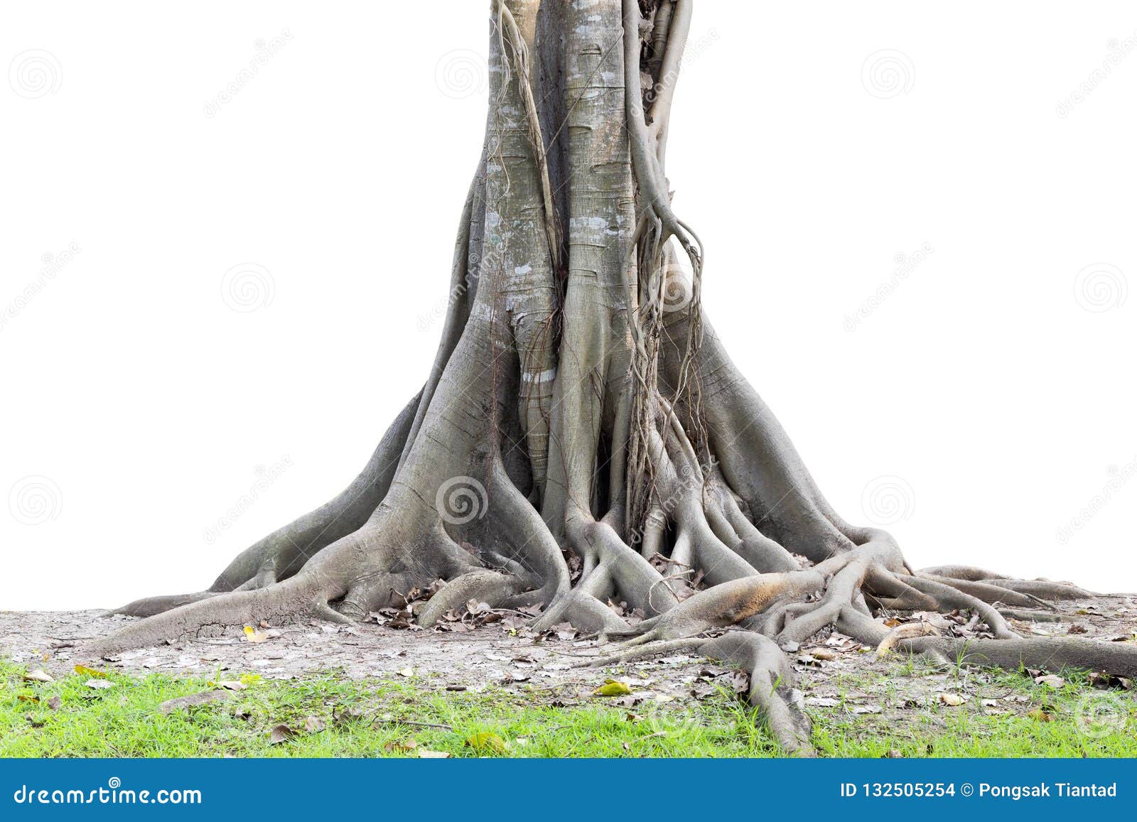 Big Tree Roots Spreading Out Beautiful and Trunk Isolated on White ... Big Tree Roots Spreading Out Beautiful and Trunk Isolated on White ...