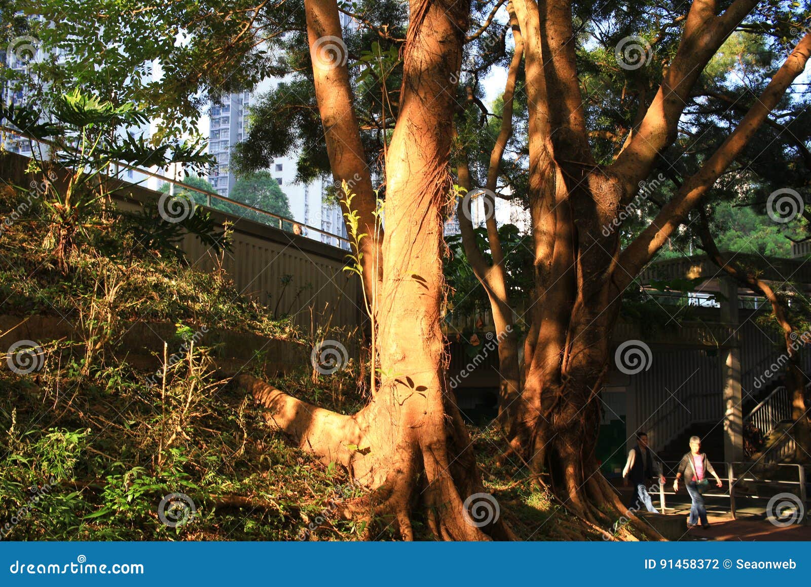 Big Tree Roots and Sunshine in a Green Forest Stock Photo - Image of ...