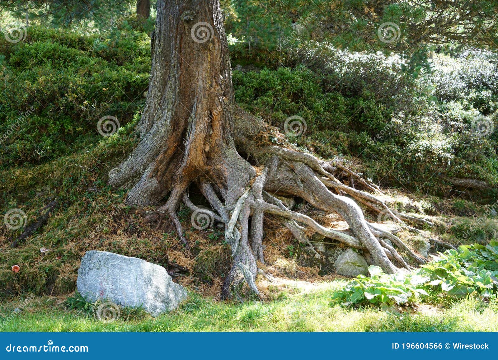 Big Tree with Roots Surrounded by Plants Stock Photo - Image of growth ...