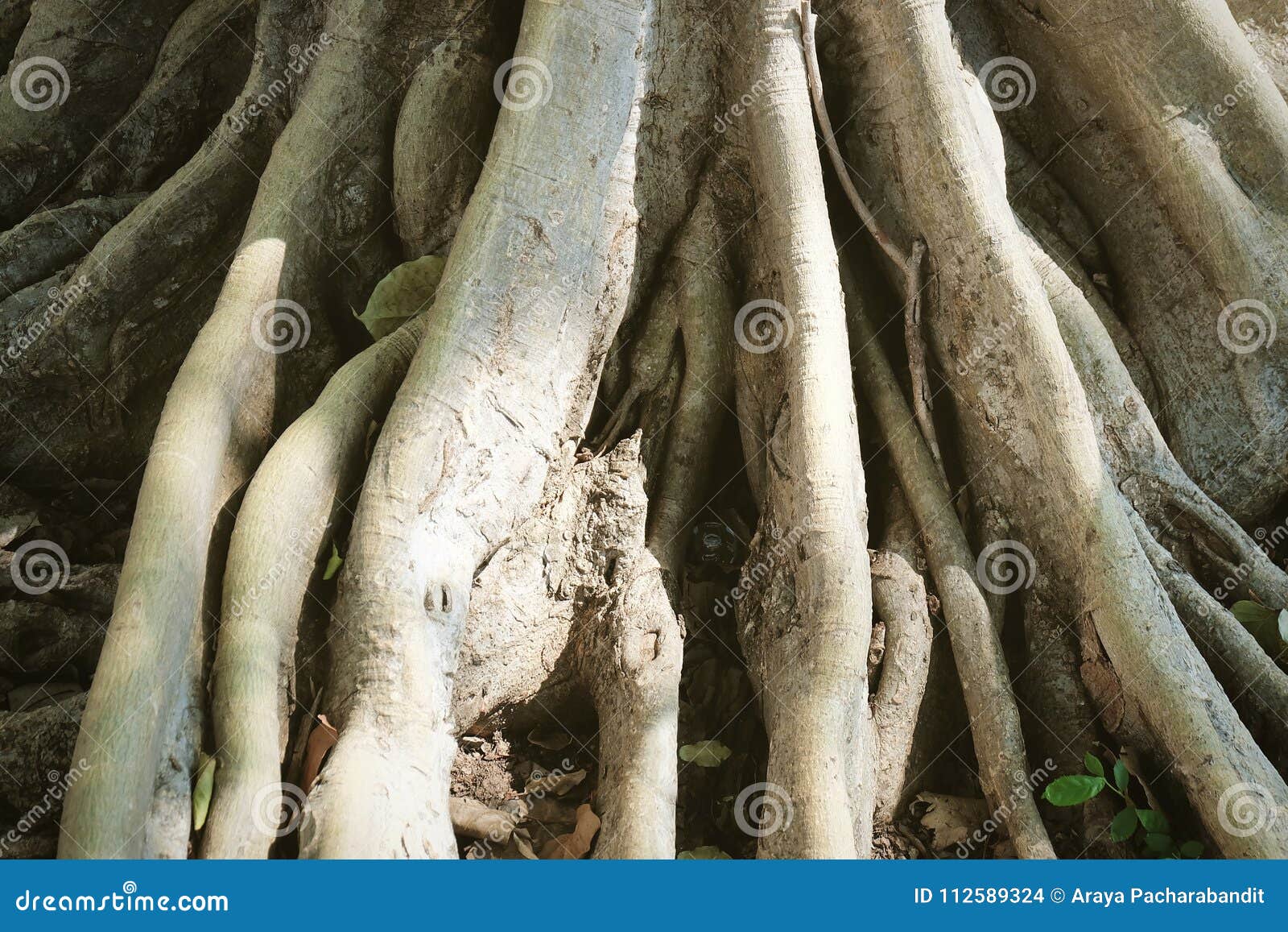 Branching of Tree Roots on the Ground Stock Photo - Image of growing ...