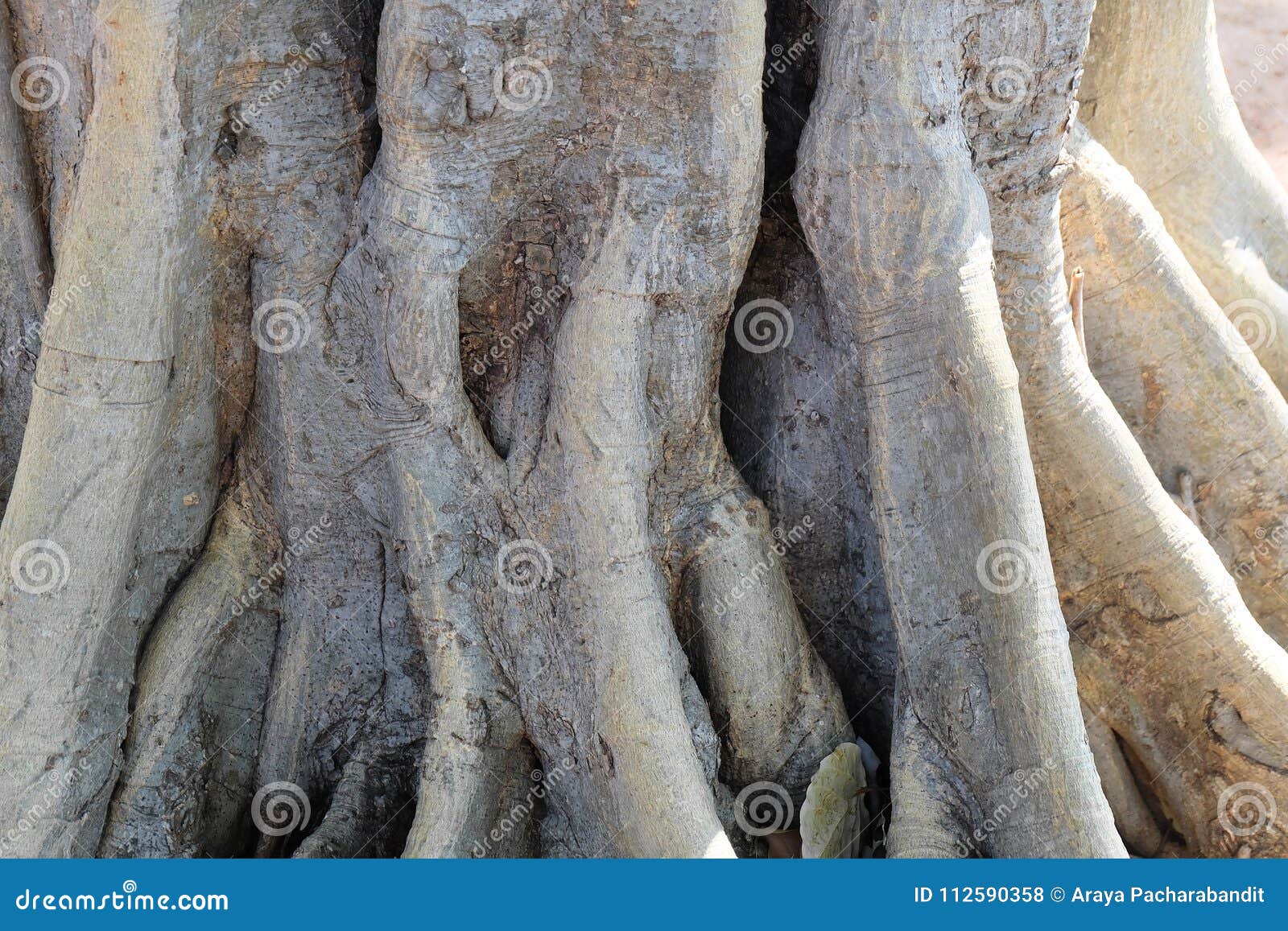 Branching of Tree Roots on the Ground Stock Photo - Image of garden ...