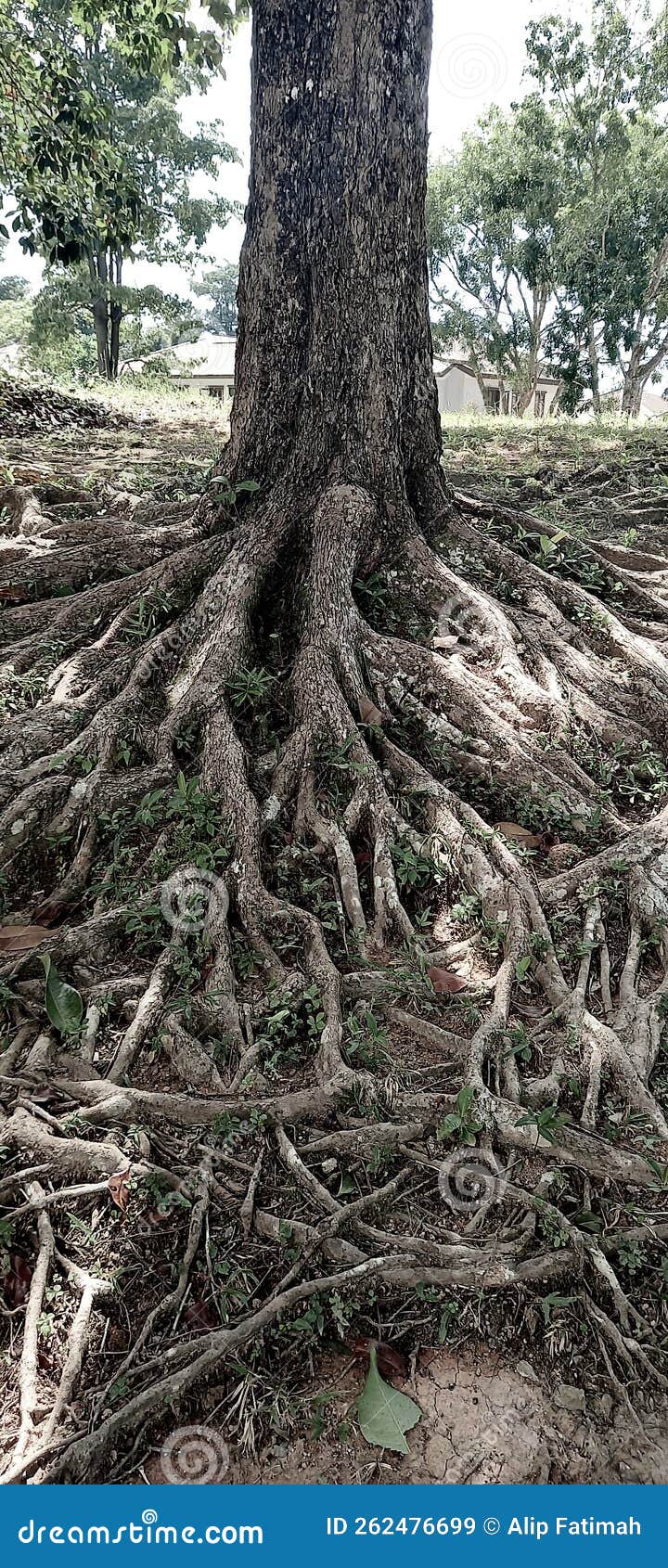 Big Tree Roots that are Very Sturdy Support a Big Tree Stock Image ...