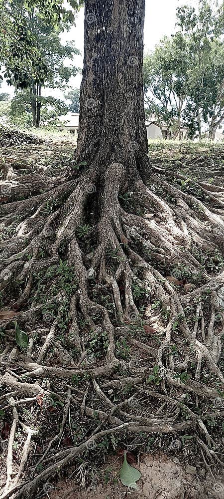 Big Tree Roots that are Very Sturdy Support a Big Tree Stock Image ...