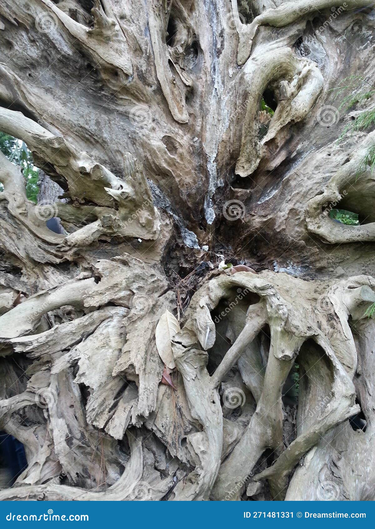 Big tree roots stock image. Image of decoration, tree - 271481331