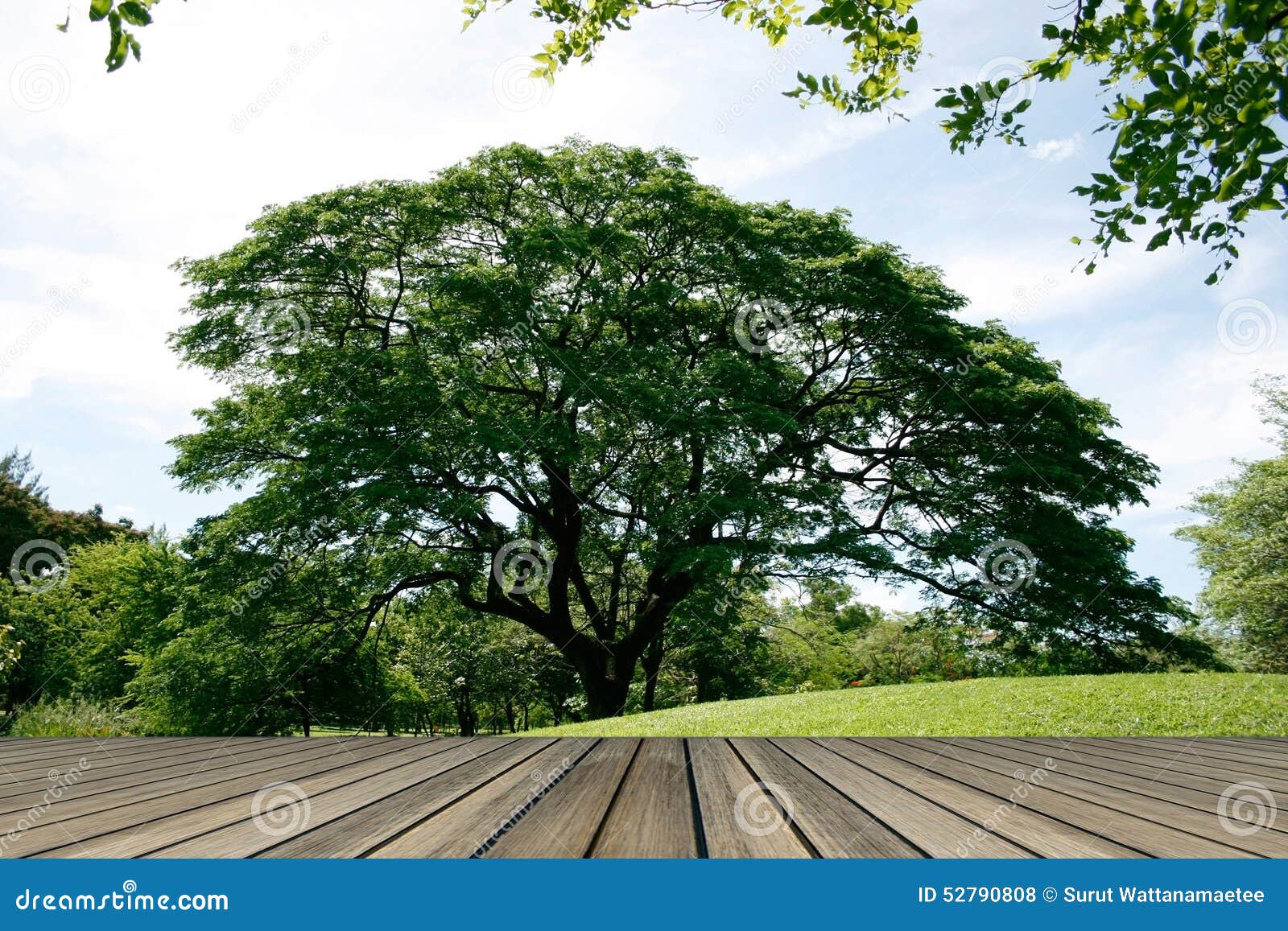 The big tree stock photo. Image of blue, meadow, city - 52790808