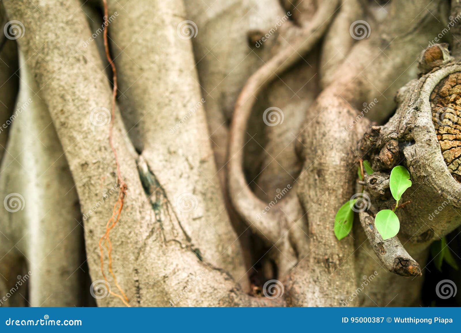 Big tree sapling stock image. Image of young, growing - 95000387