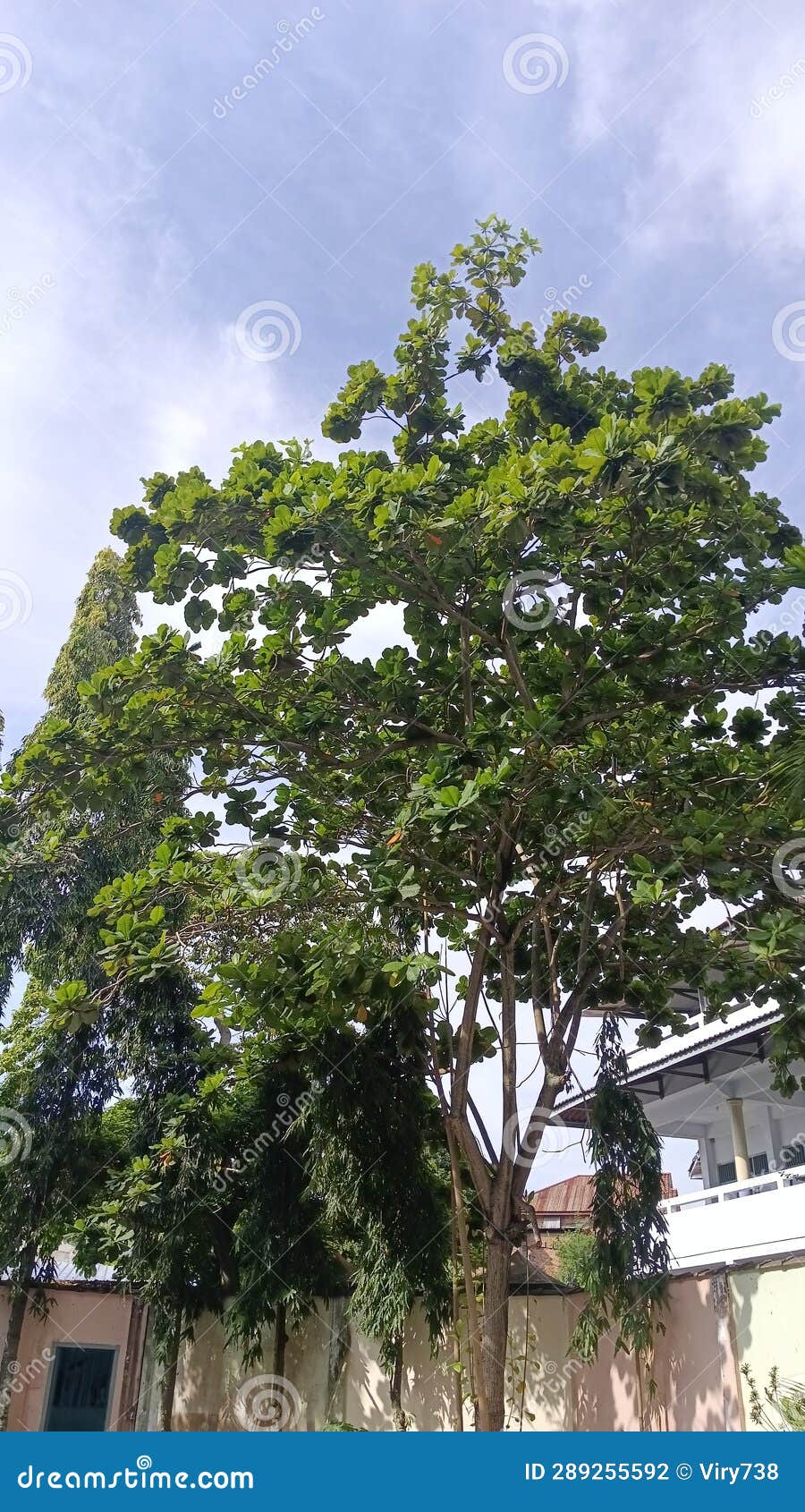 Big Tree on the School at Afternoon Stock Photo - Image of school, tree ...