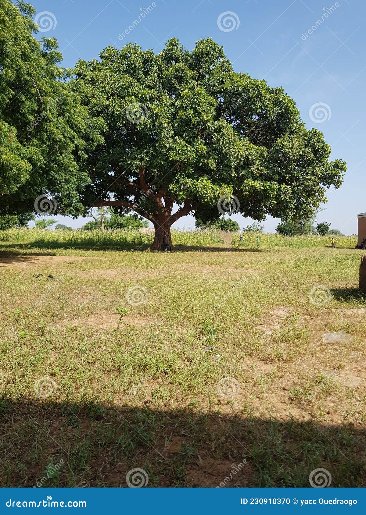 Big tree season weed stock photo. Image of soil, wall - 230910370