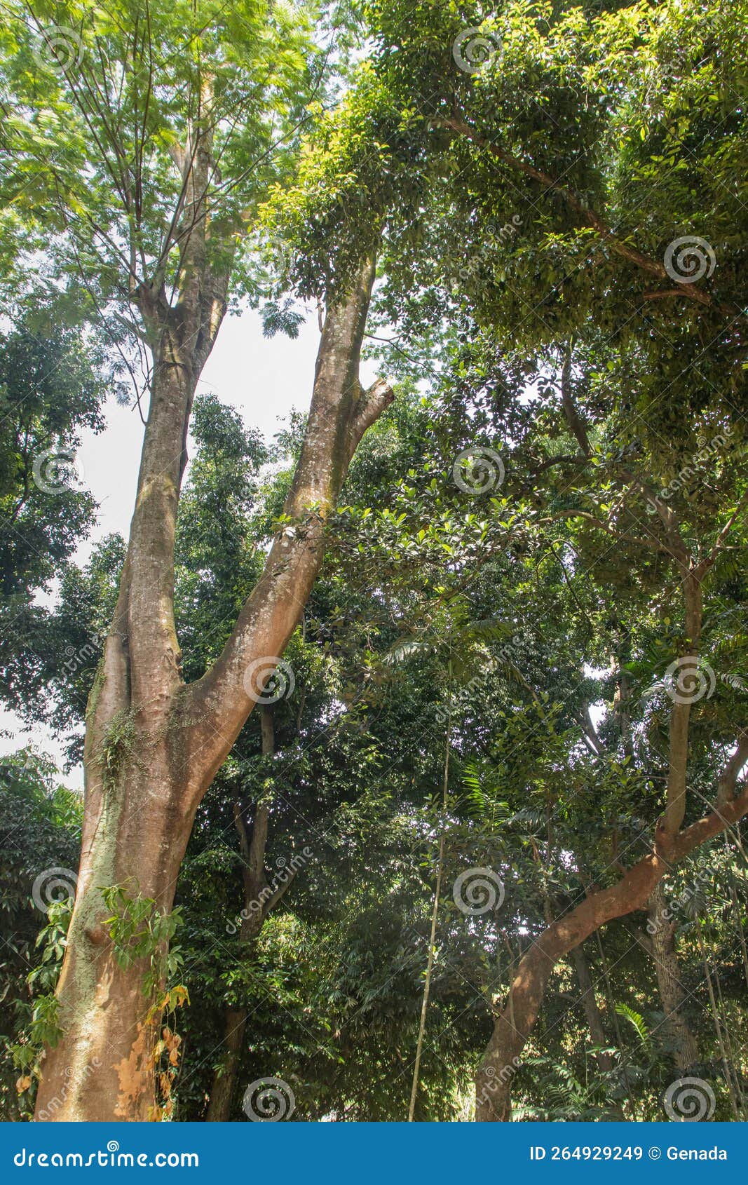 View of the Big Tree from Below Stock Image - Image of branch, garden ...