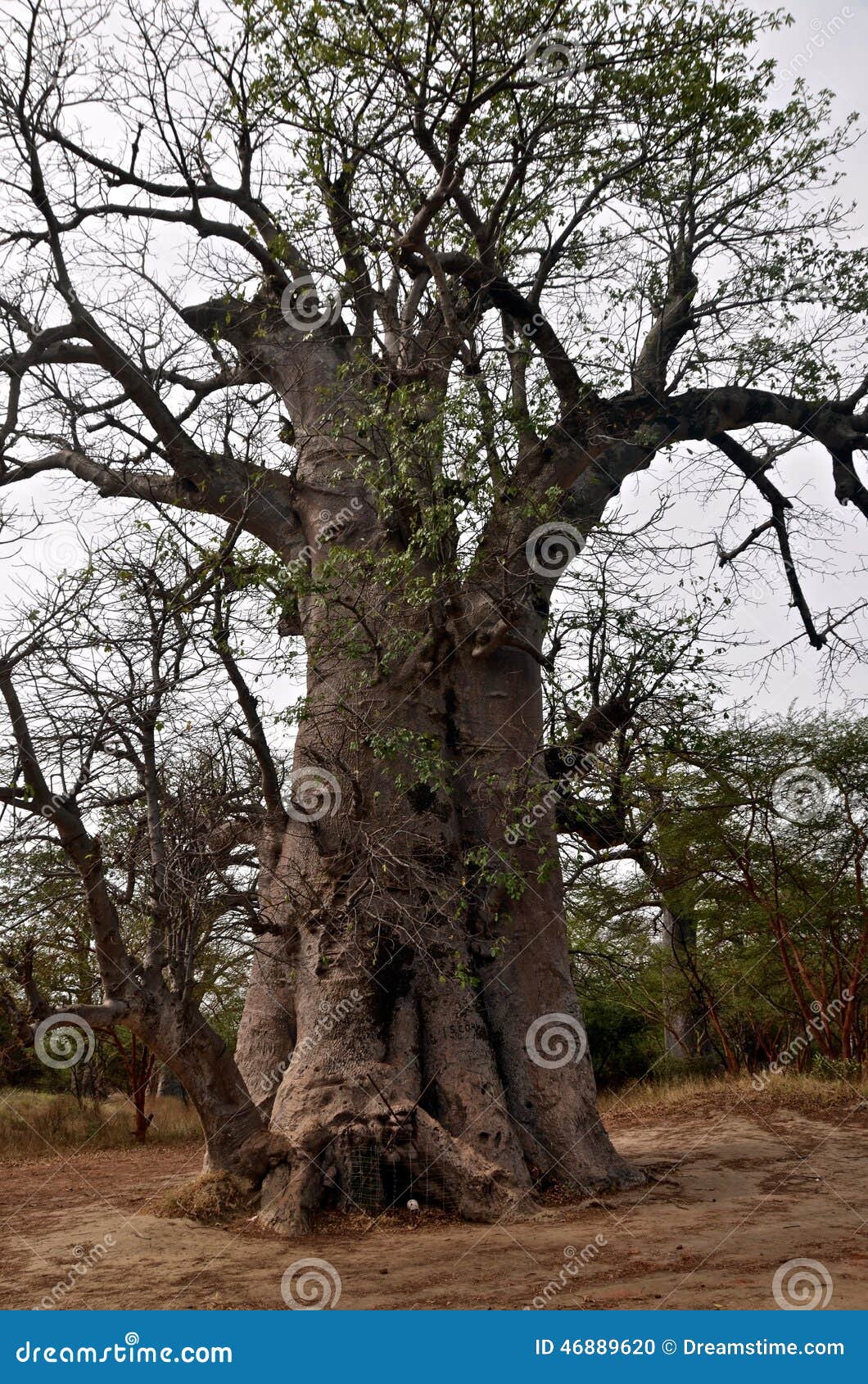 Big tree stock photo. Image of forrest, senegal, africa - 46889620