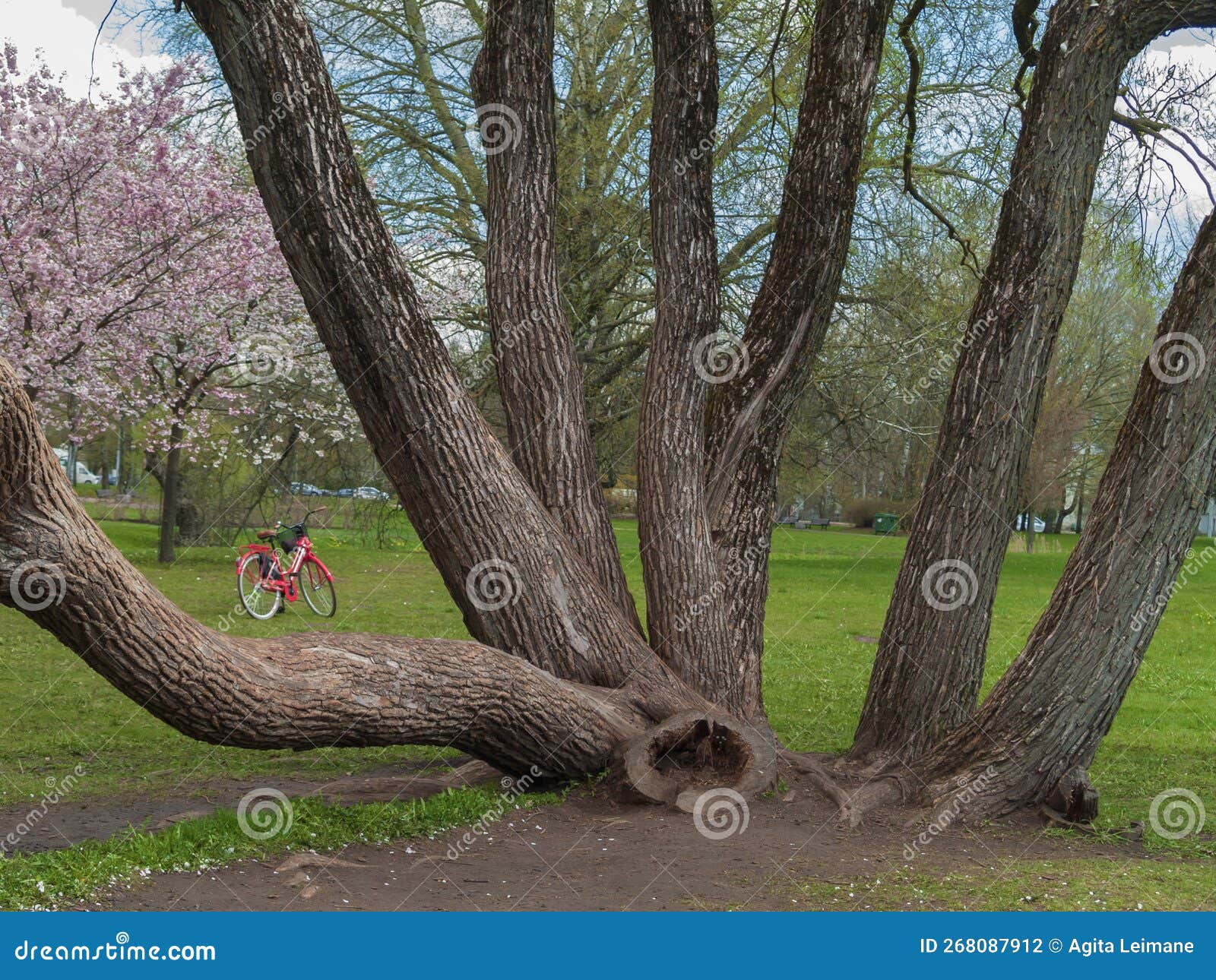 Big Tree with Seven Trunks . Stock Photo - Image of flora, tree: 268087912