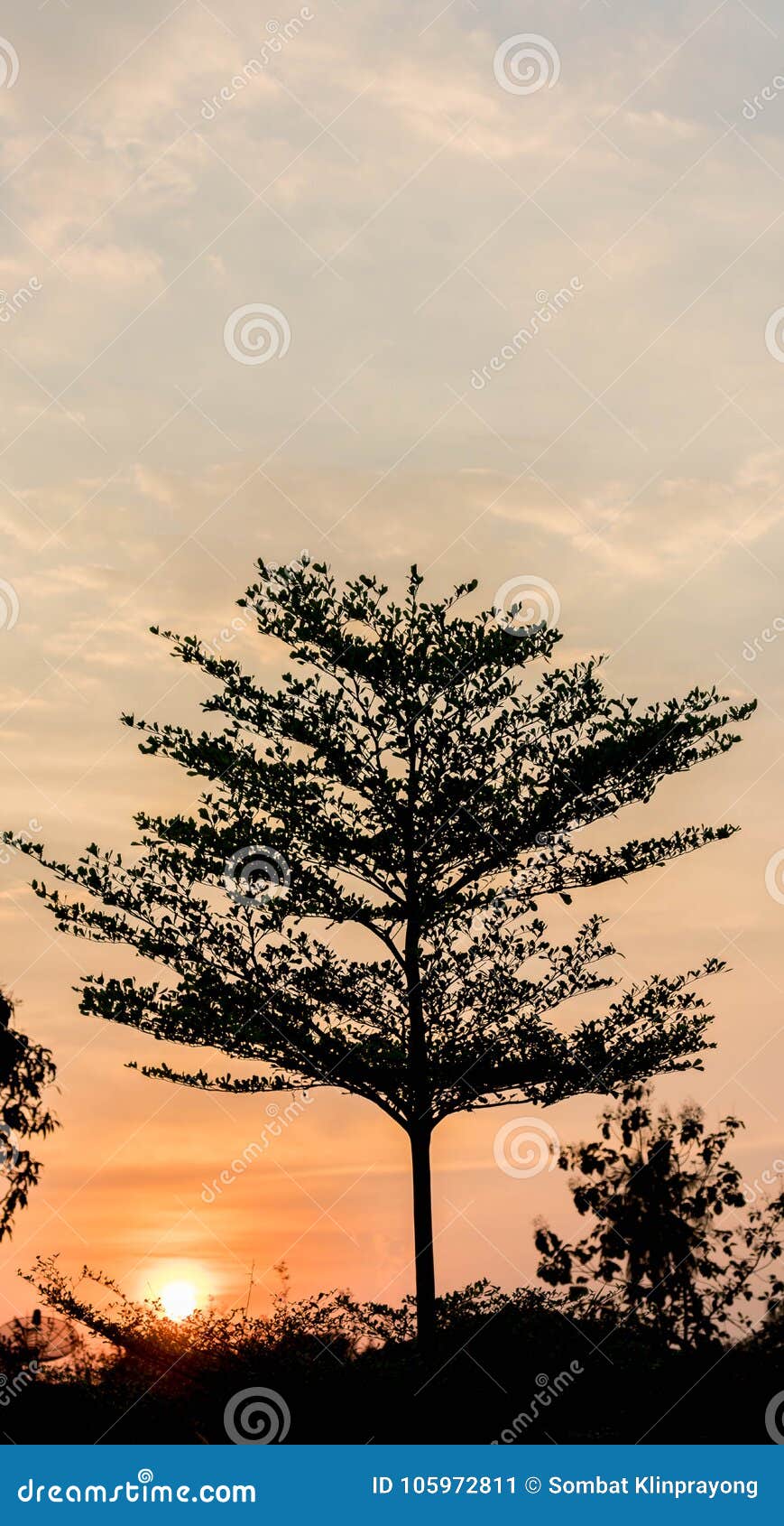Big Tree Shadow with Big Sun Stock Image - Image of shadow, shadows ...