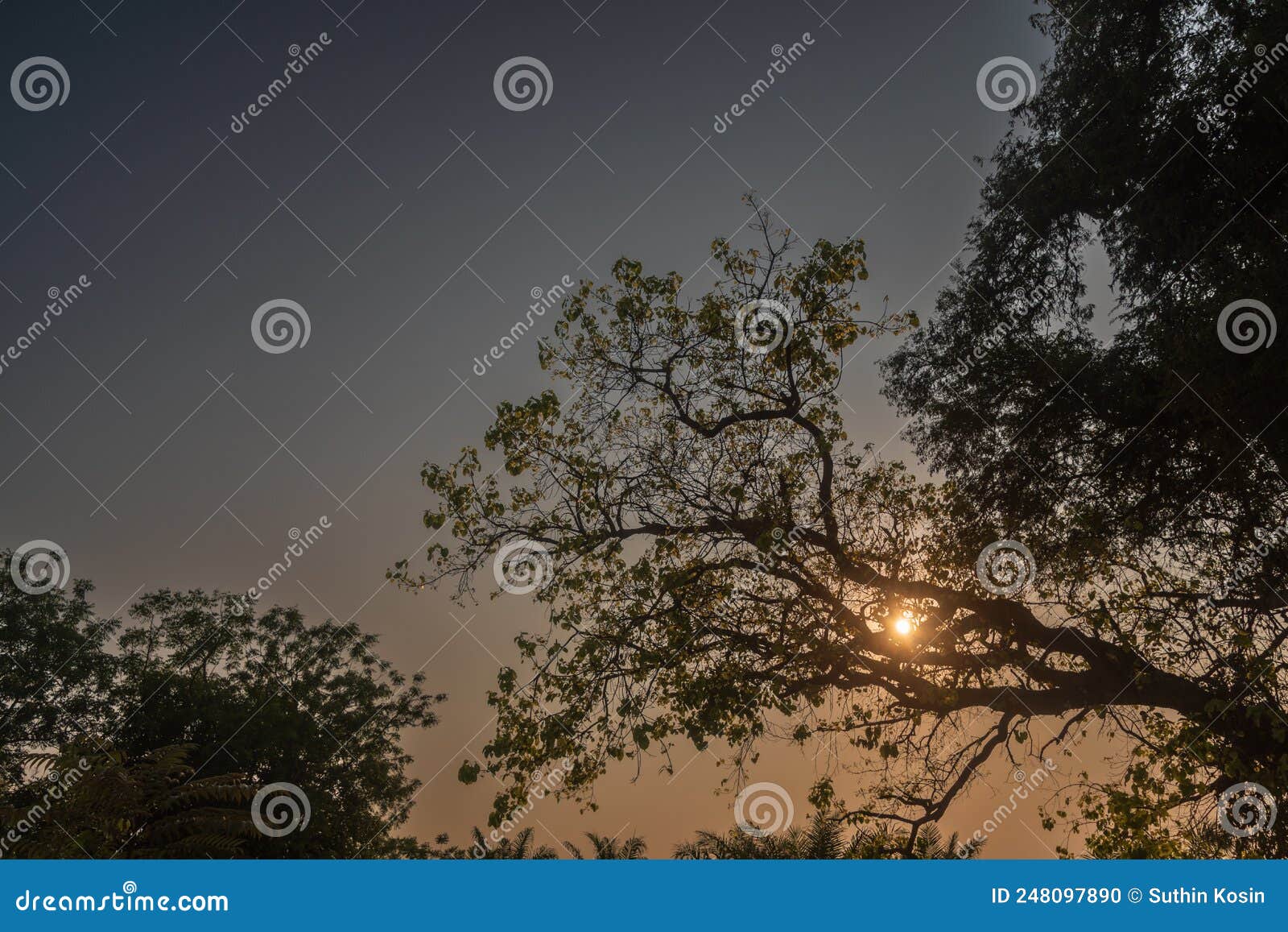 Big Tree Shadow after Sunset Stock Photo - Image of homework, dusk ...