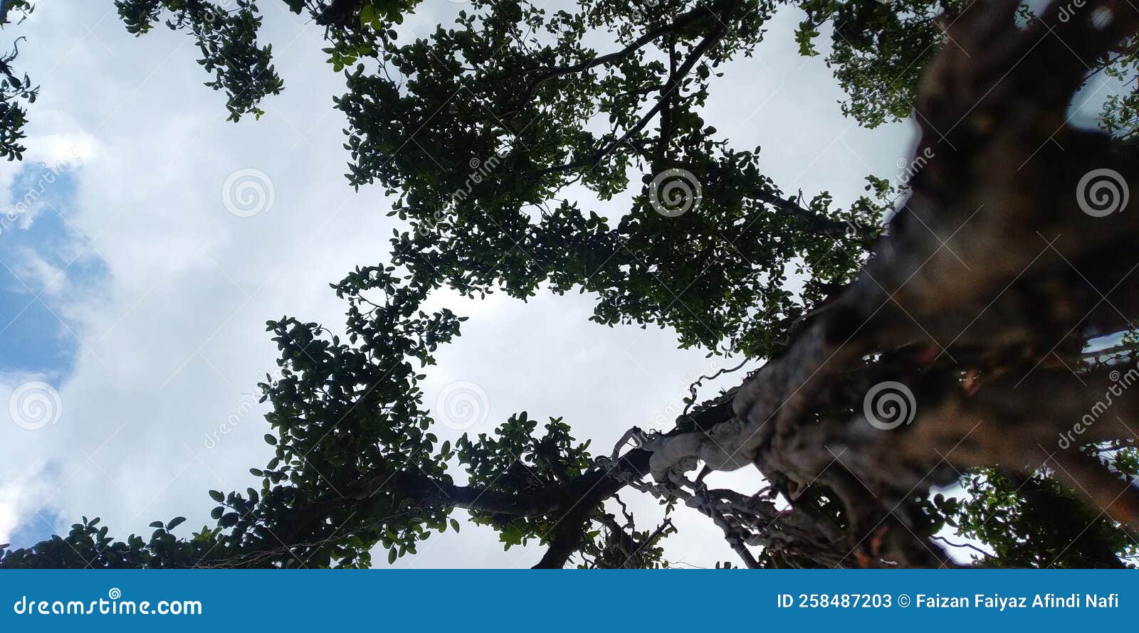 Big Tree with Shadow Under the Blue Sky at Mid-noon Stock Image - Image ...