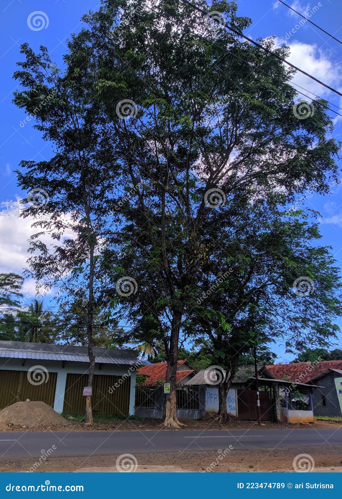 A Big Tree on the Side of the Kuningan Highway, West Java, Indonesia ...