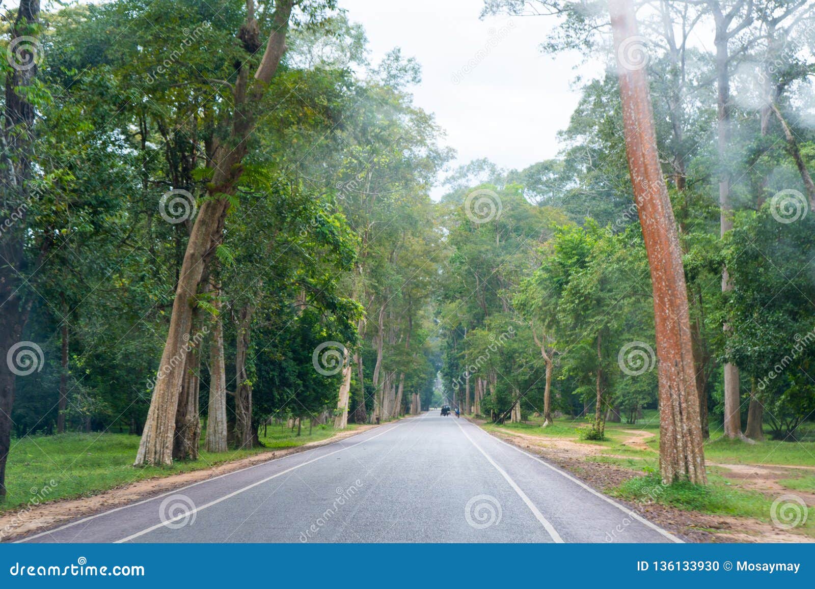 Big Tree Side of Road To Angkor Stock Photo - Image of forest ...