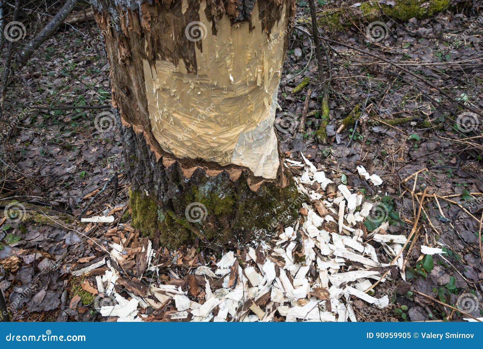 A Big Tree with Signs of Beaver Activity. Stock Image - Image of chips ...