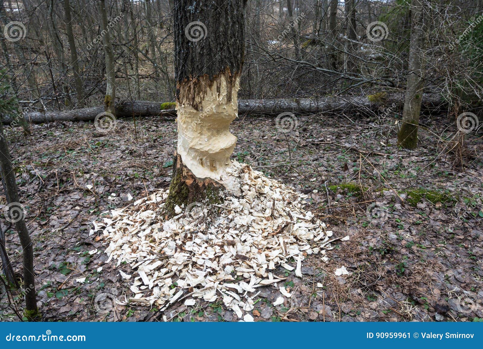 A Big Tree with Signs of Beaver Activity. Stock Image - Image of signs ...
