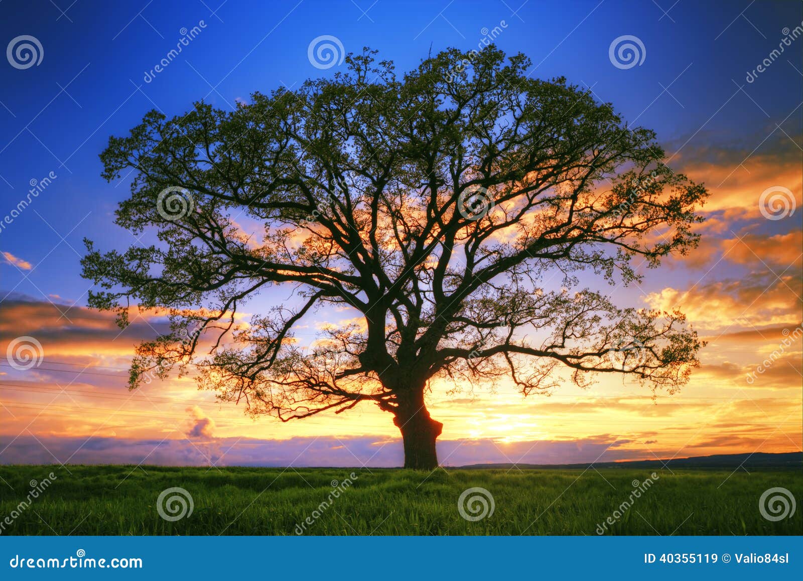 Big Tree Silhouette in the Field, Sunset Shot Stock Image - Image of ...