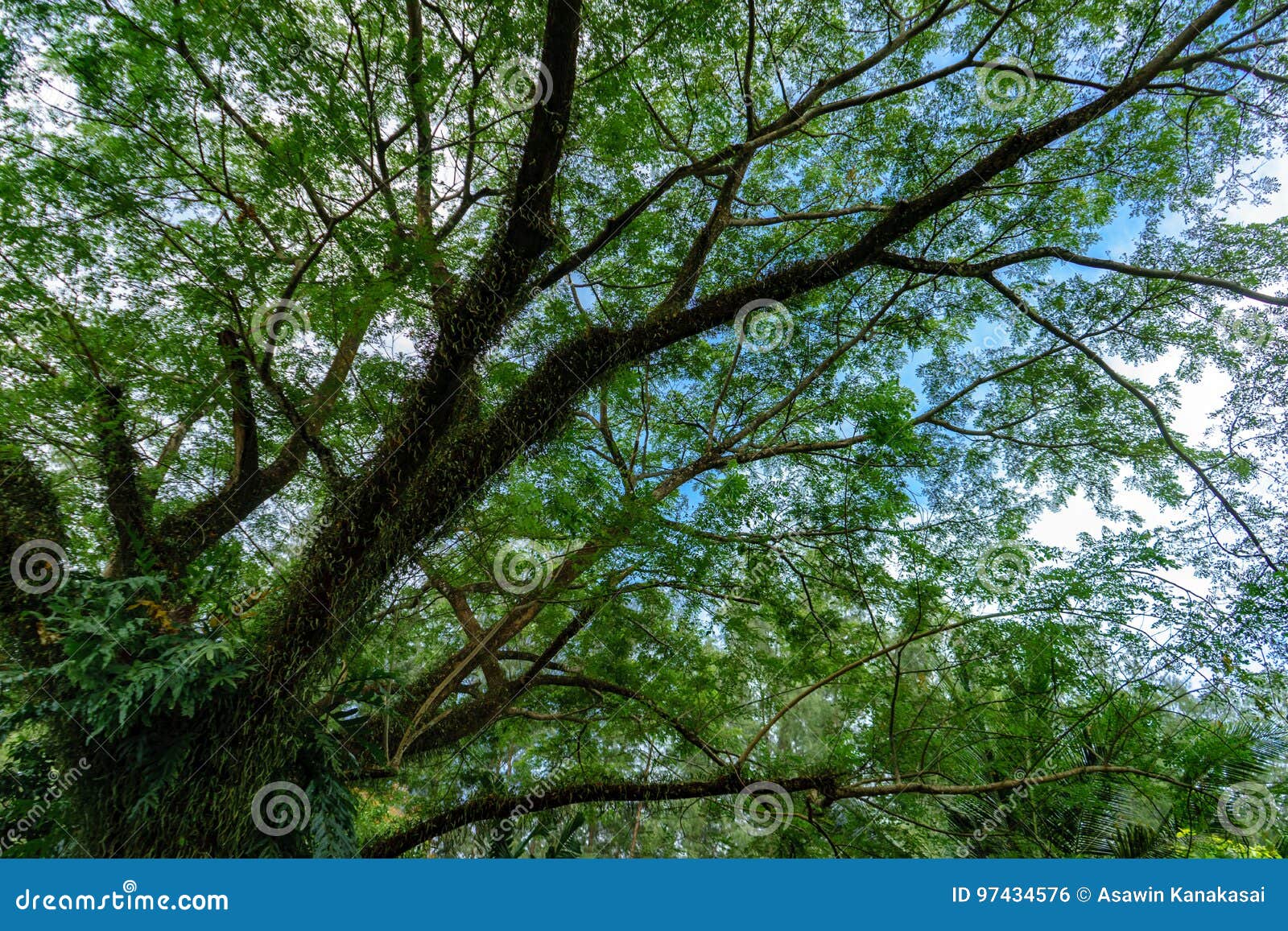Big Tree stock photo. Image of season, beautiful, light - 97434576