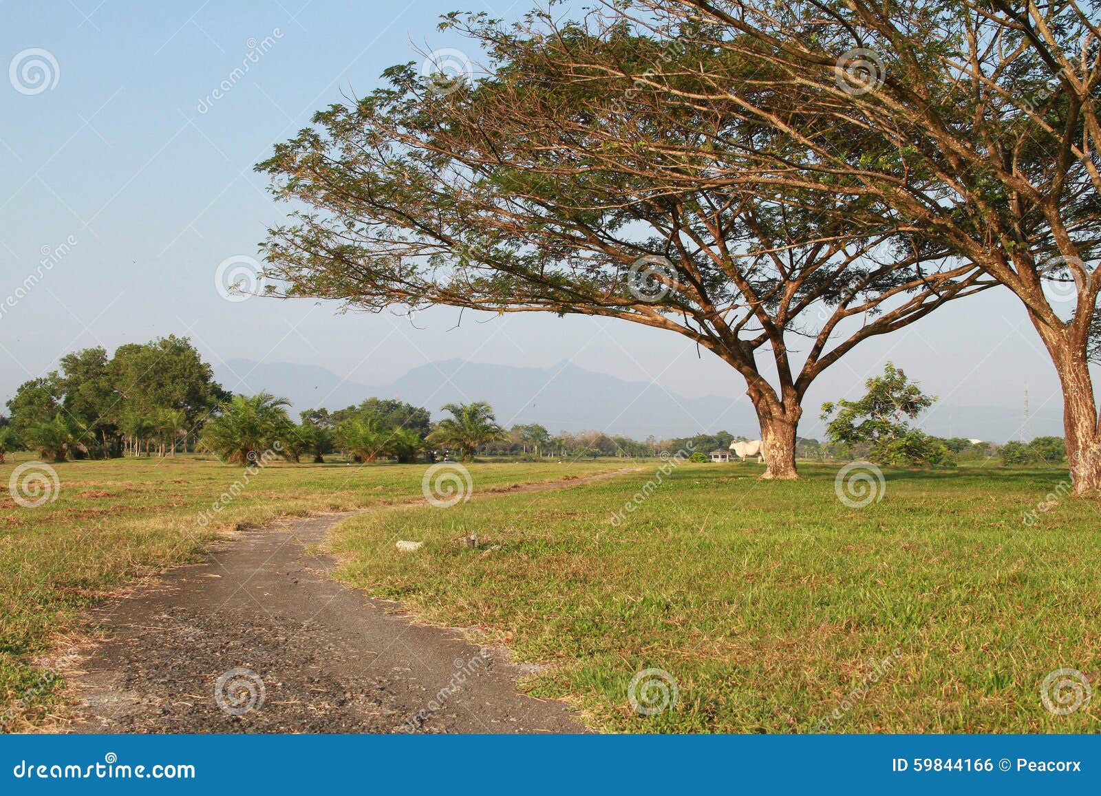 A Big Tree and the Small Curve Road Stock Photo - Image of huge, color ...