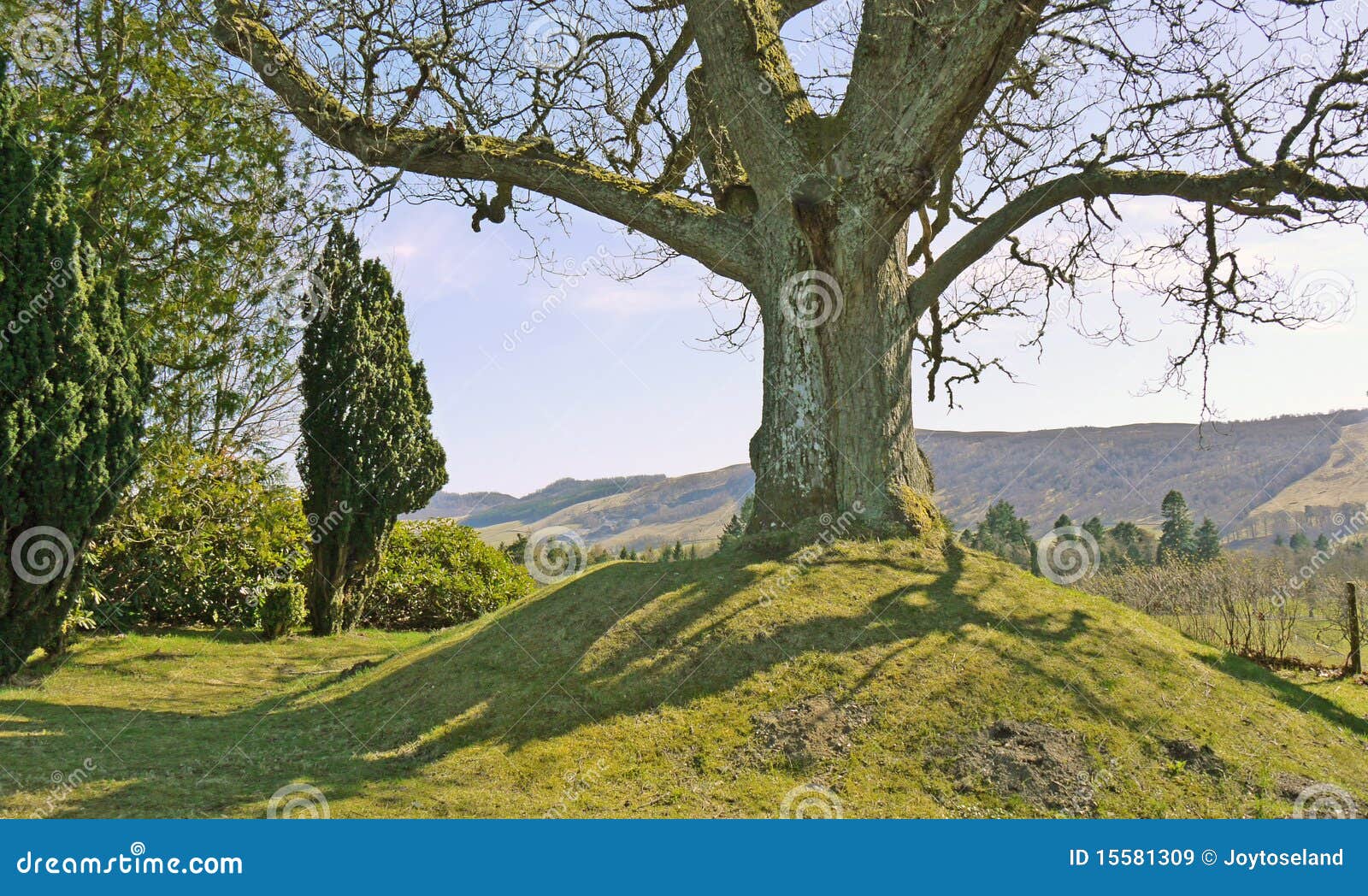 Big tree on a small hill. stock image. Image of nature - 15581309