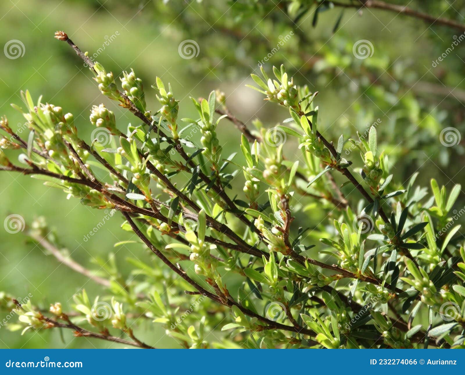 Small leaves stock photo. Image of tree, flower, wildflower - 232274066
