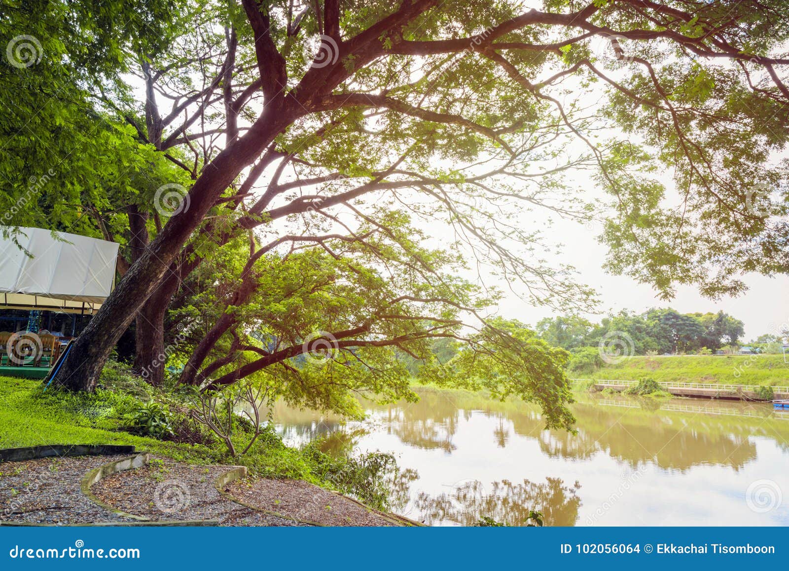 A Big Tree by the River with Clouds and Sky at Twilight. Stock Photo ...