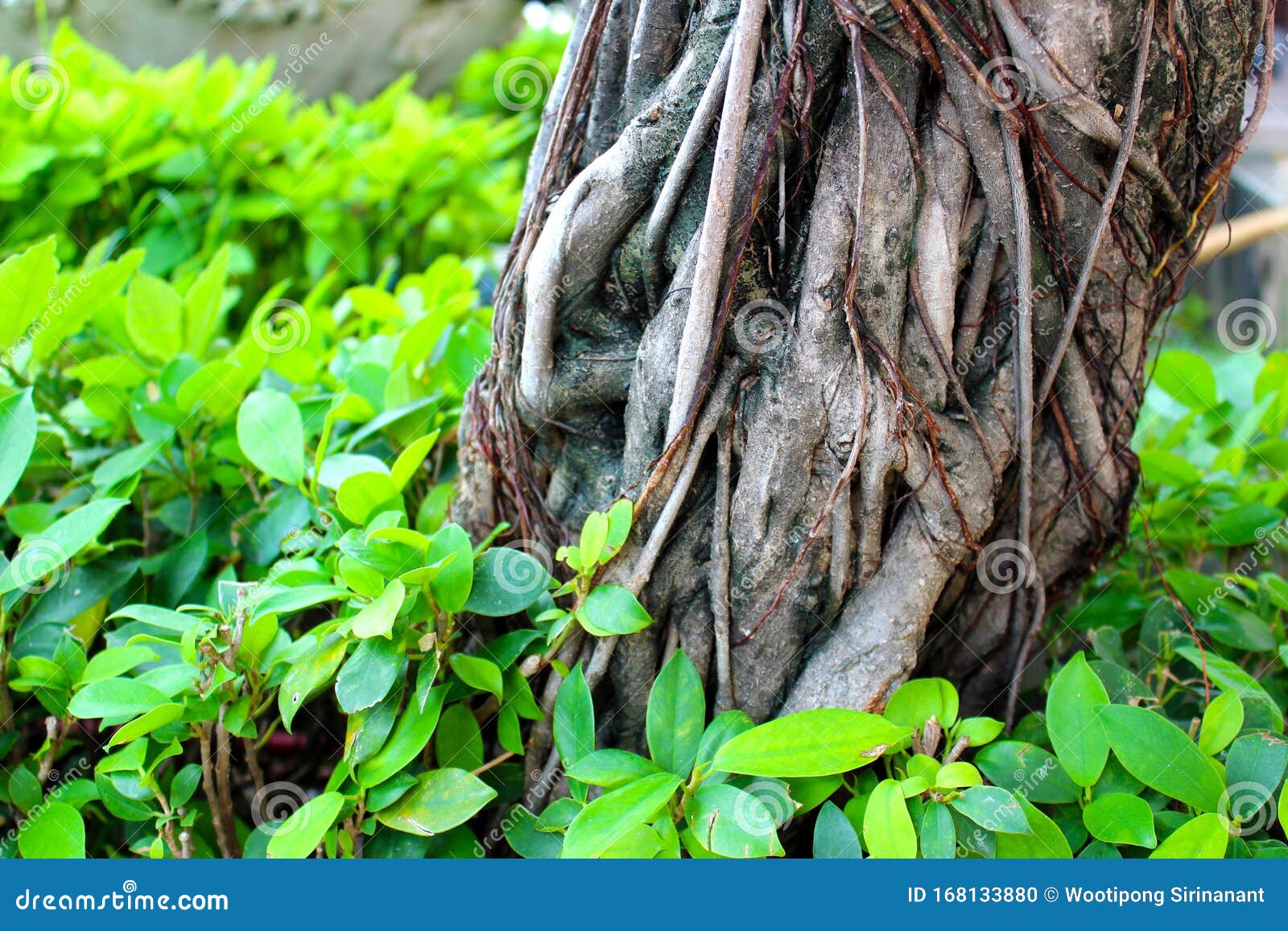 Big Tree among Small Plants Stock Photo - Image of natural, scenic ...