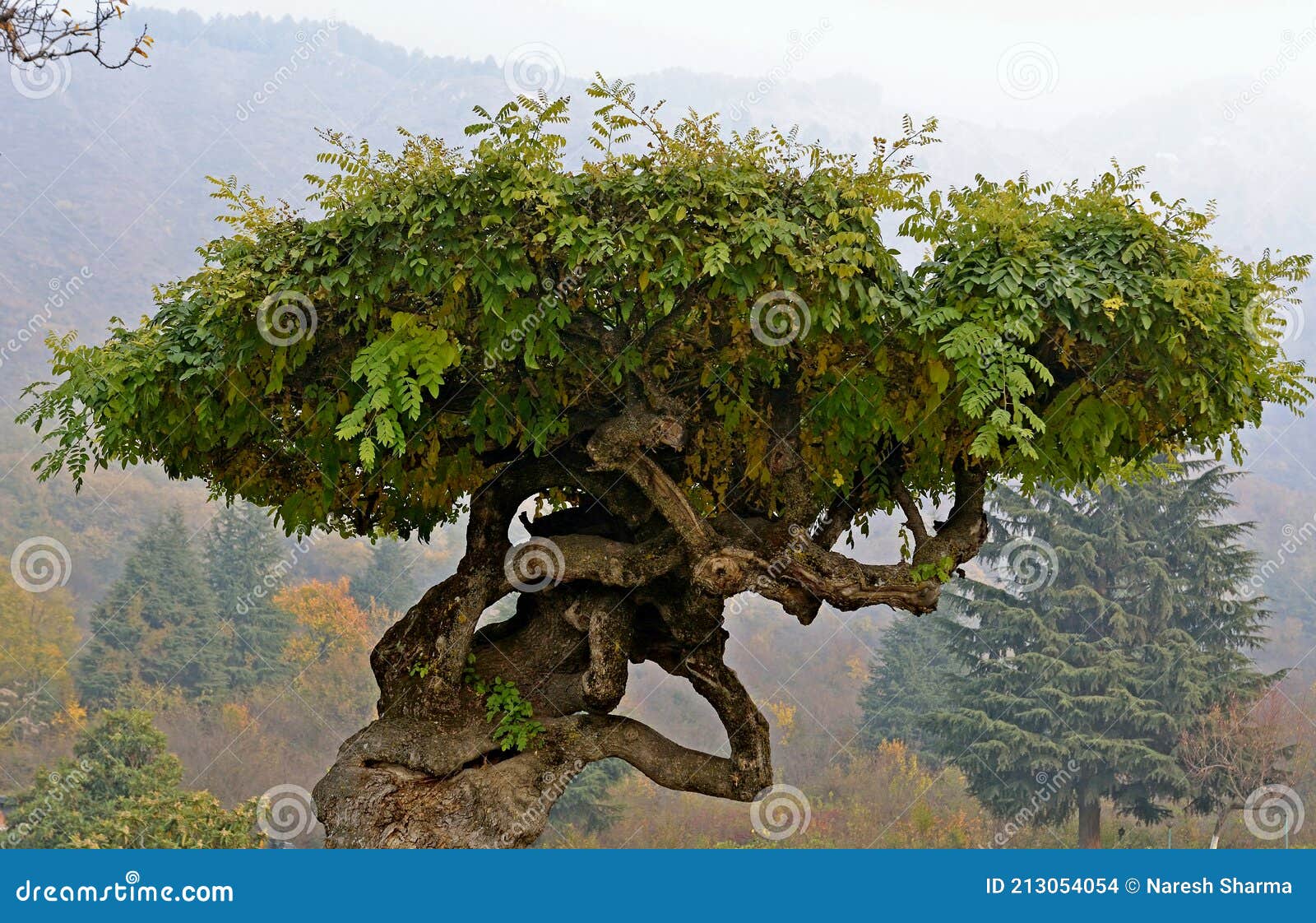 Big Tree Small Size in Srinagar Kashmir Stock Photo - Image of canary ...