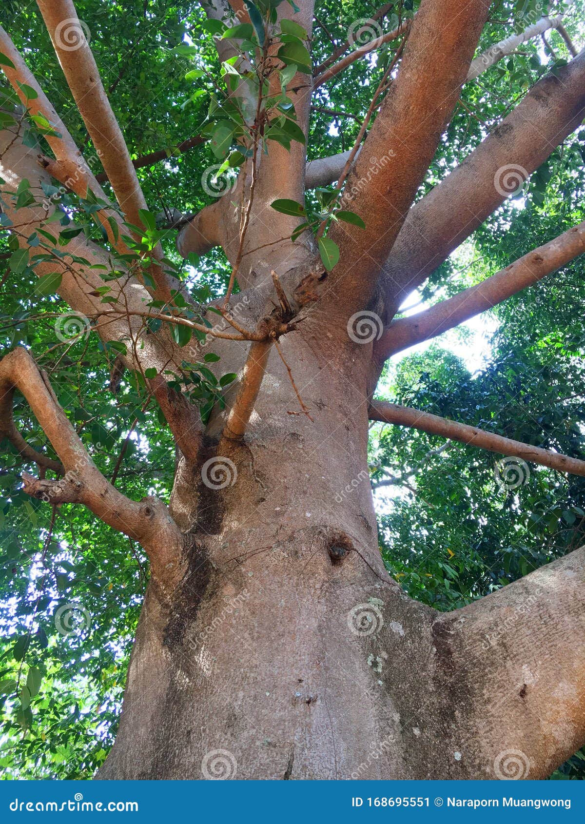 Big tree sprawling stock image. Image of bright, light - 168695551
