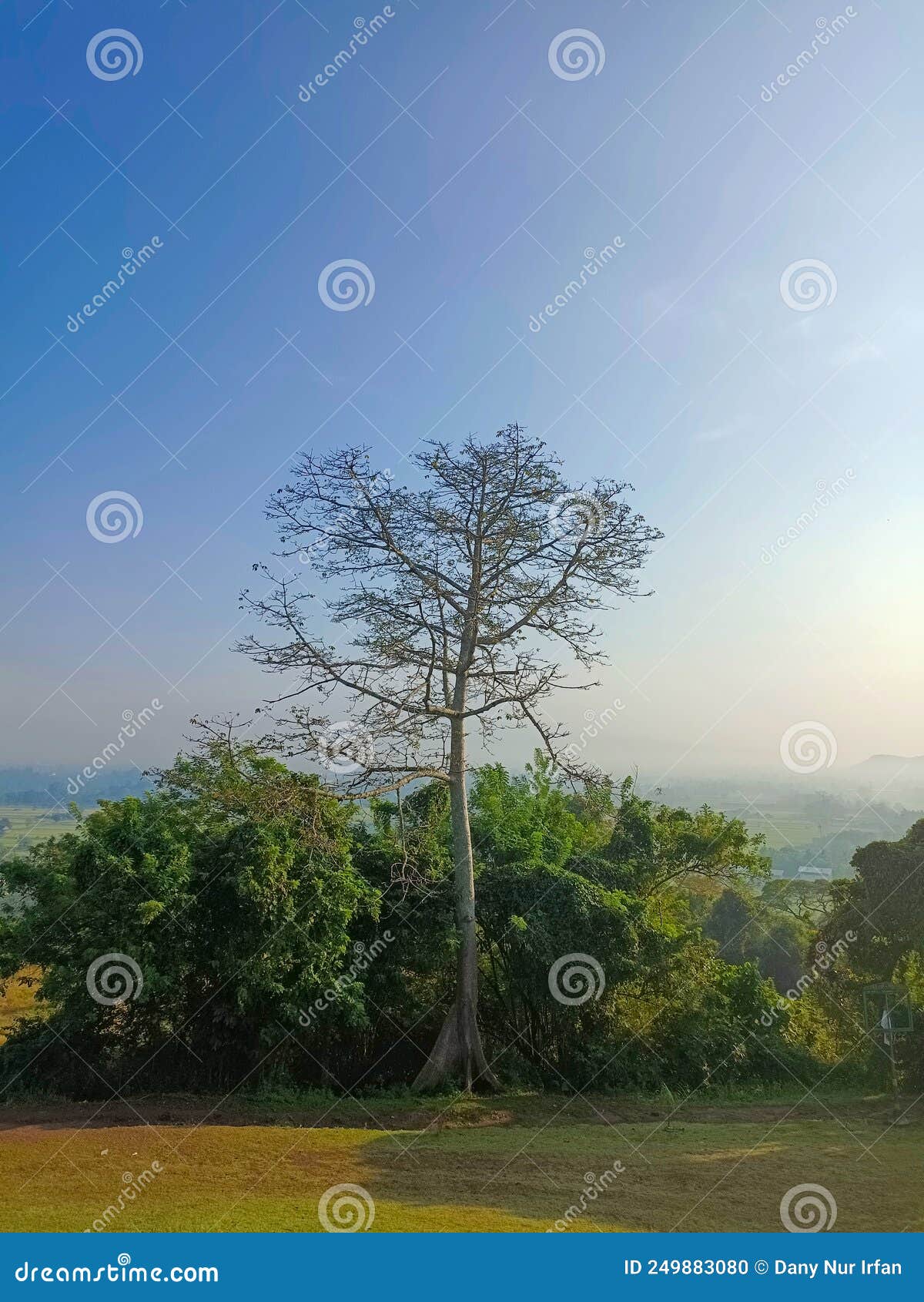 A Big Tree in the Spring with Blue Sky in the Morning Stock Photo ...