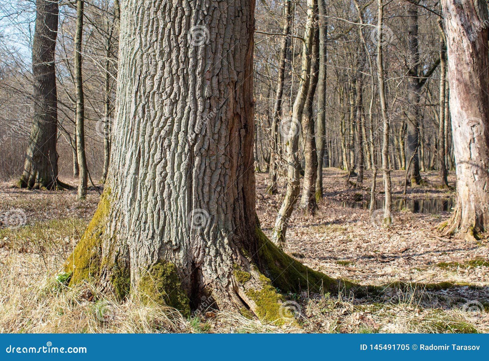 Big tree in spring forest stock image. Image of nature - 145491705