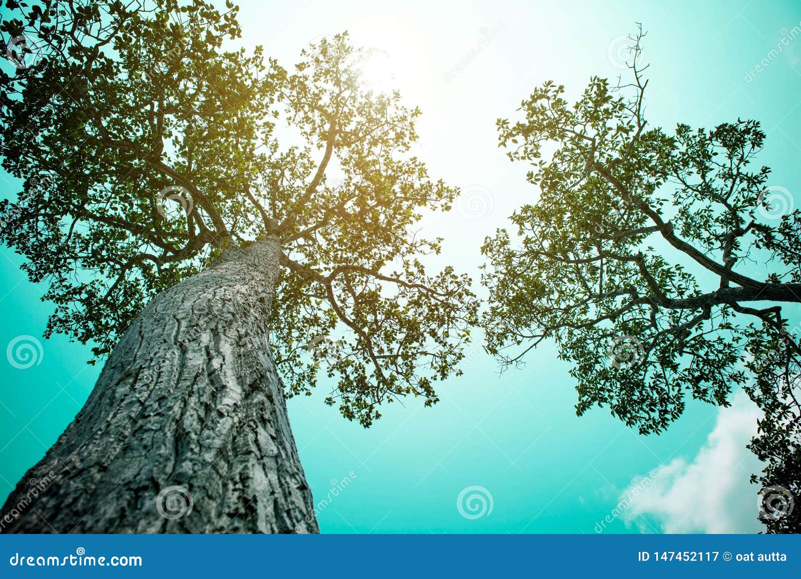 Big Tree in Spring Wood ,old Tree in a Forest .nature Concept Stock ...