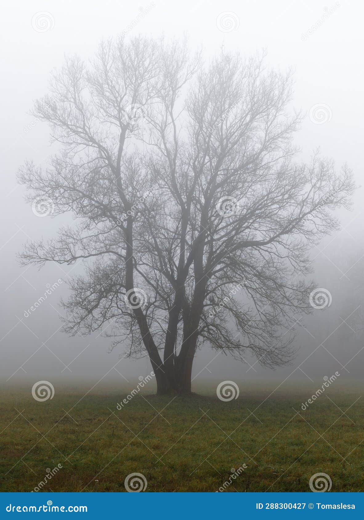 A Big Tree Standing Alone in the Mist Stock Image - Image of weather ...