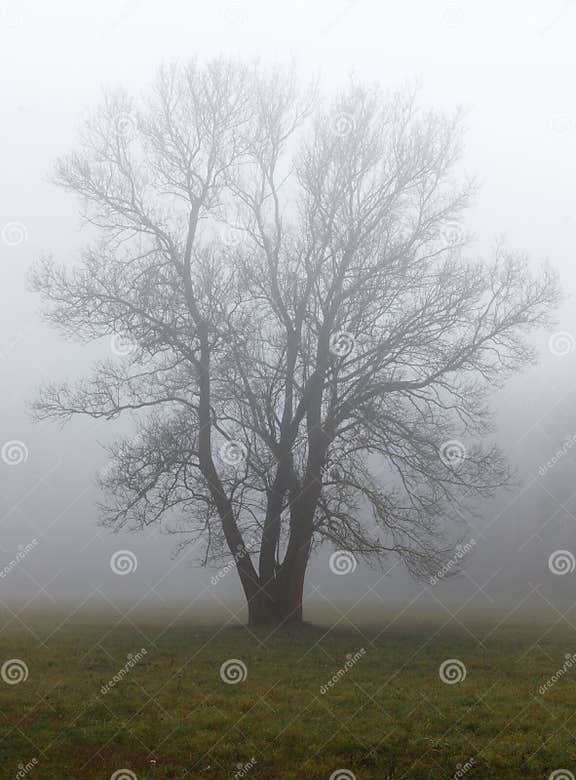 A Big Tree Standing Alone in the Mist Stock Image - Image of weather ...