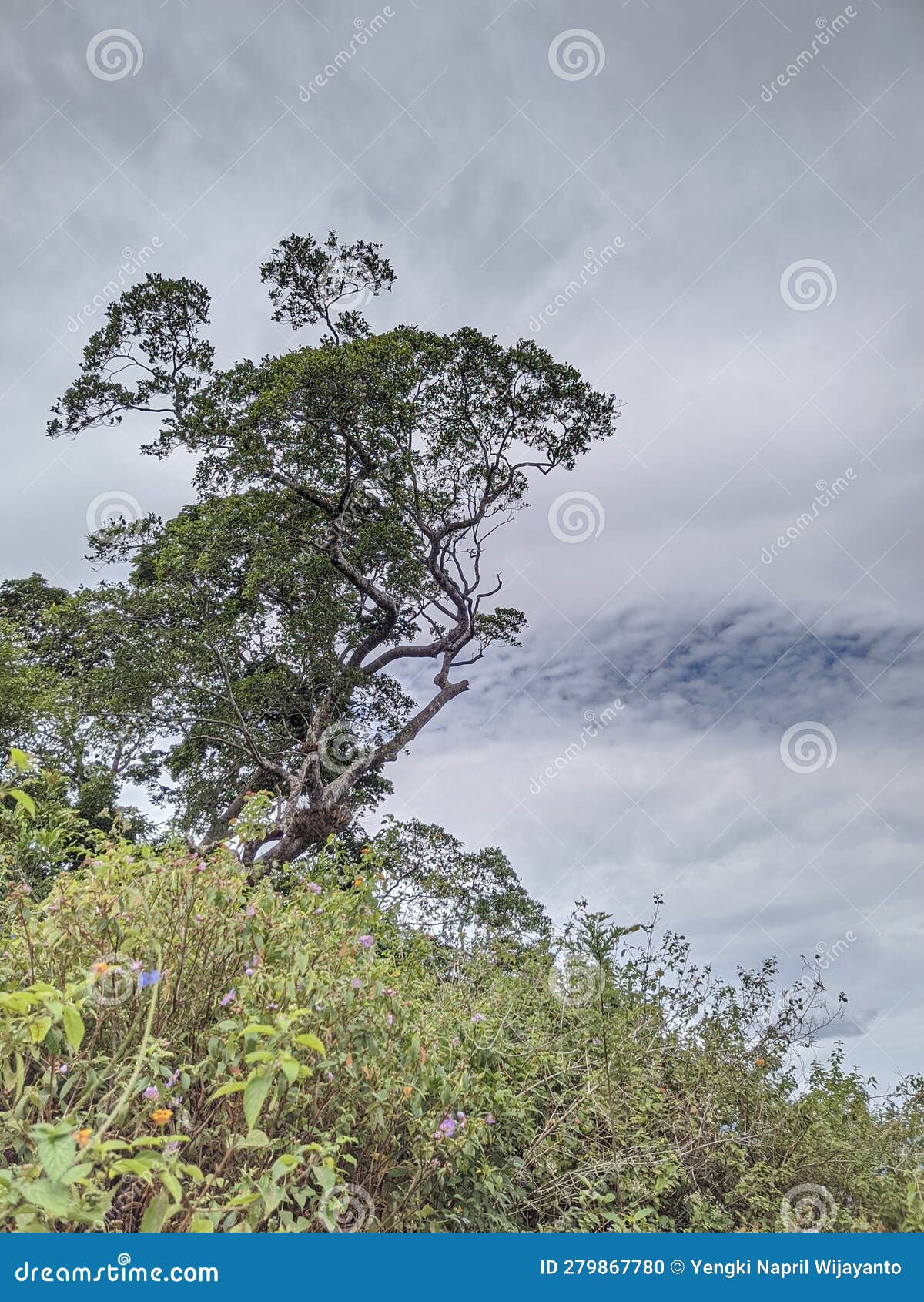 Big tree still standing stock photo. Image of isolated - 279867780