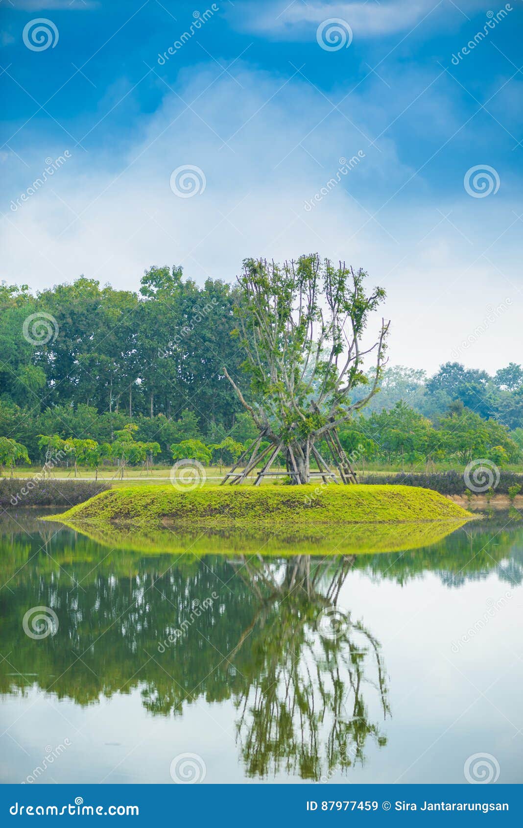 Big Tree on Still Water Pond with Water Reflection Stock Image - Image ...