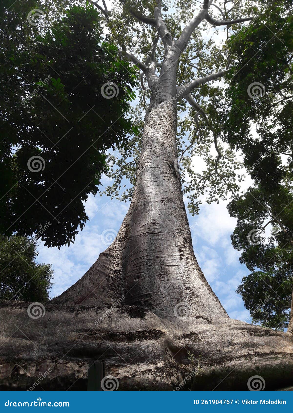 Big tree from stone 4 stock image. Image of trunk, forest - 261904767