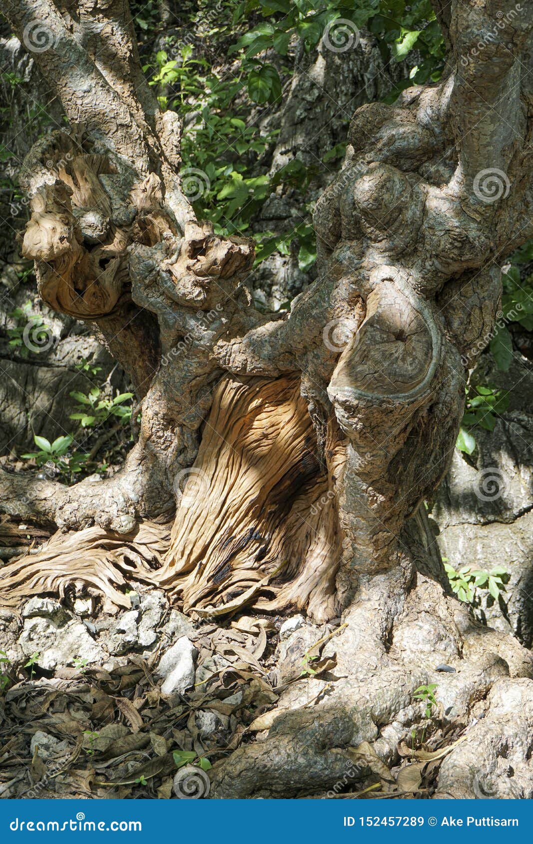 Big Tree, Strange Shape with Deep Groove Pattern and Have Bulging ...