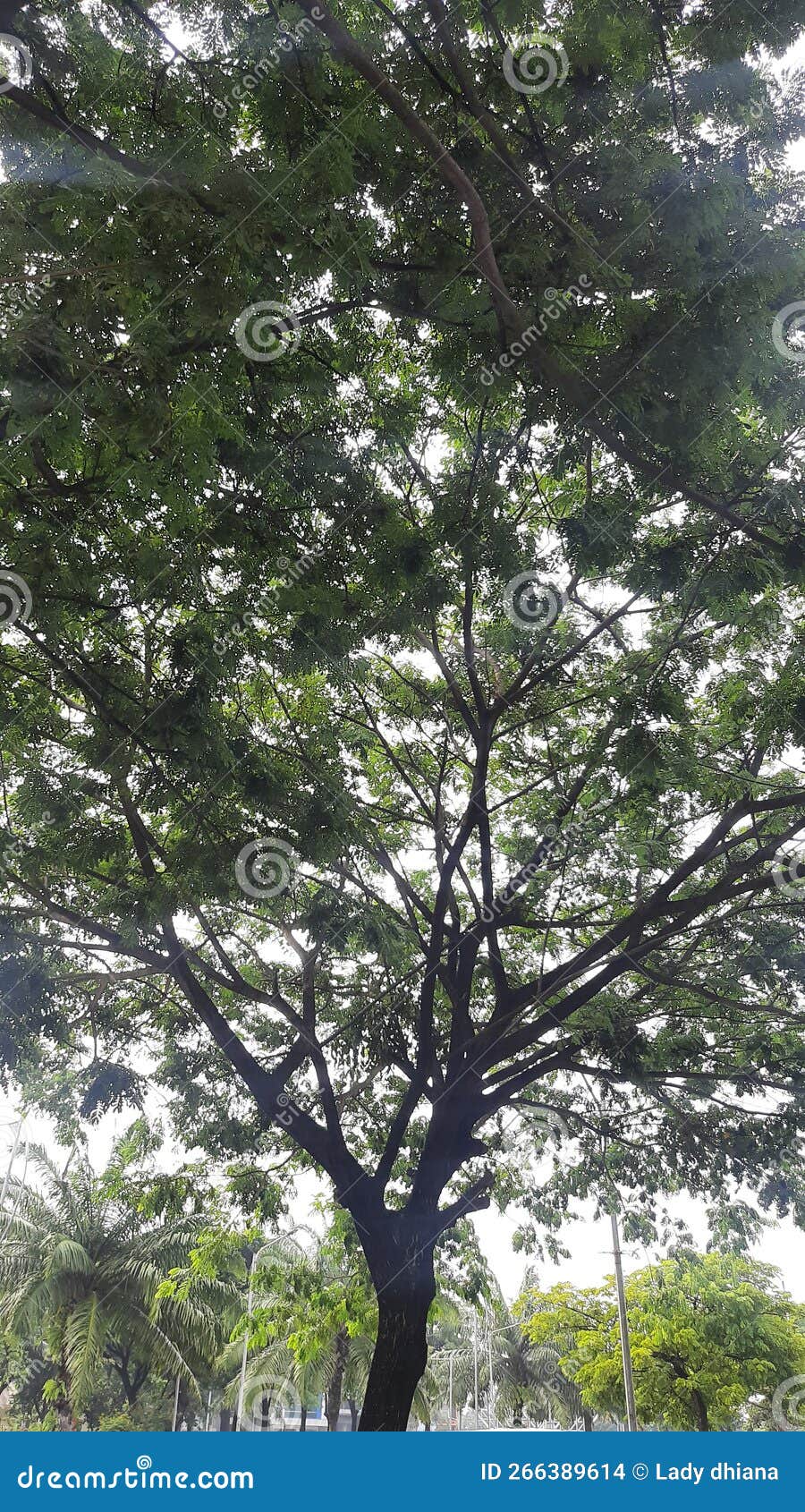 Big Tree with a Strong Branch Stock Photo - Image of shrub, oxygen ...