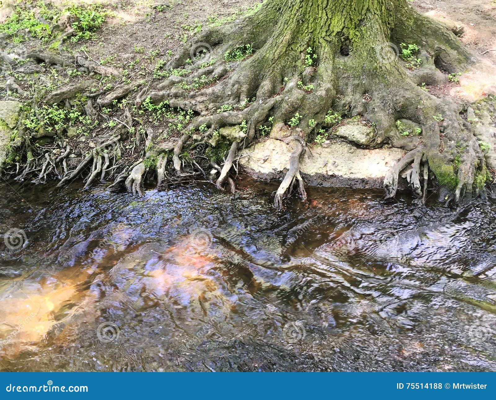 Big Tree Strong Roots Growing Near River in Forest Stock Photo - Image ...