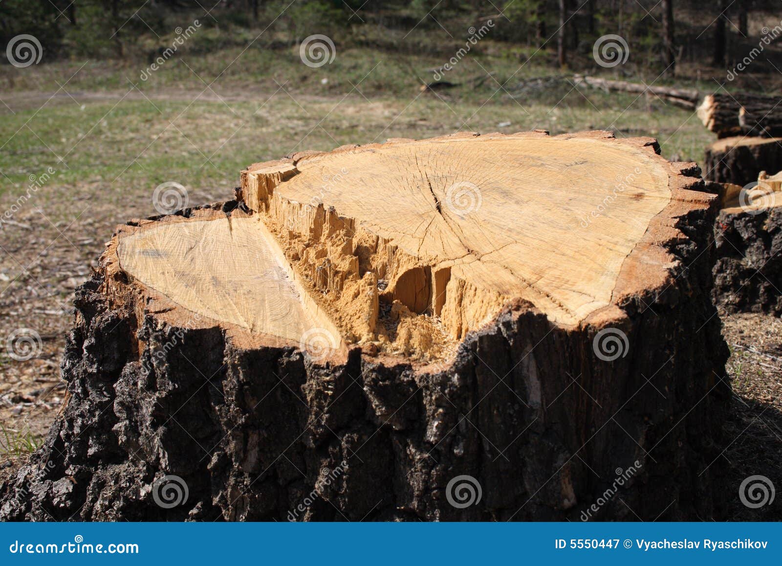 Big tree stump stock image. Image of sawmill, nature, natural - 5550447